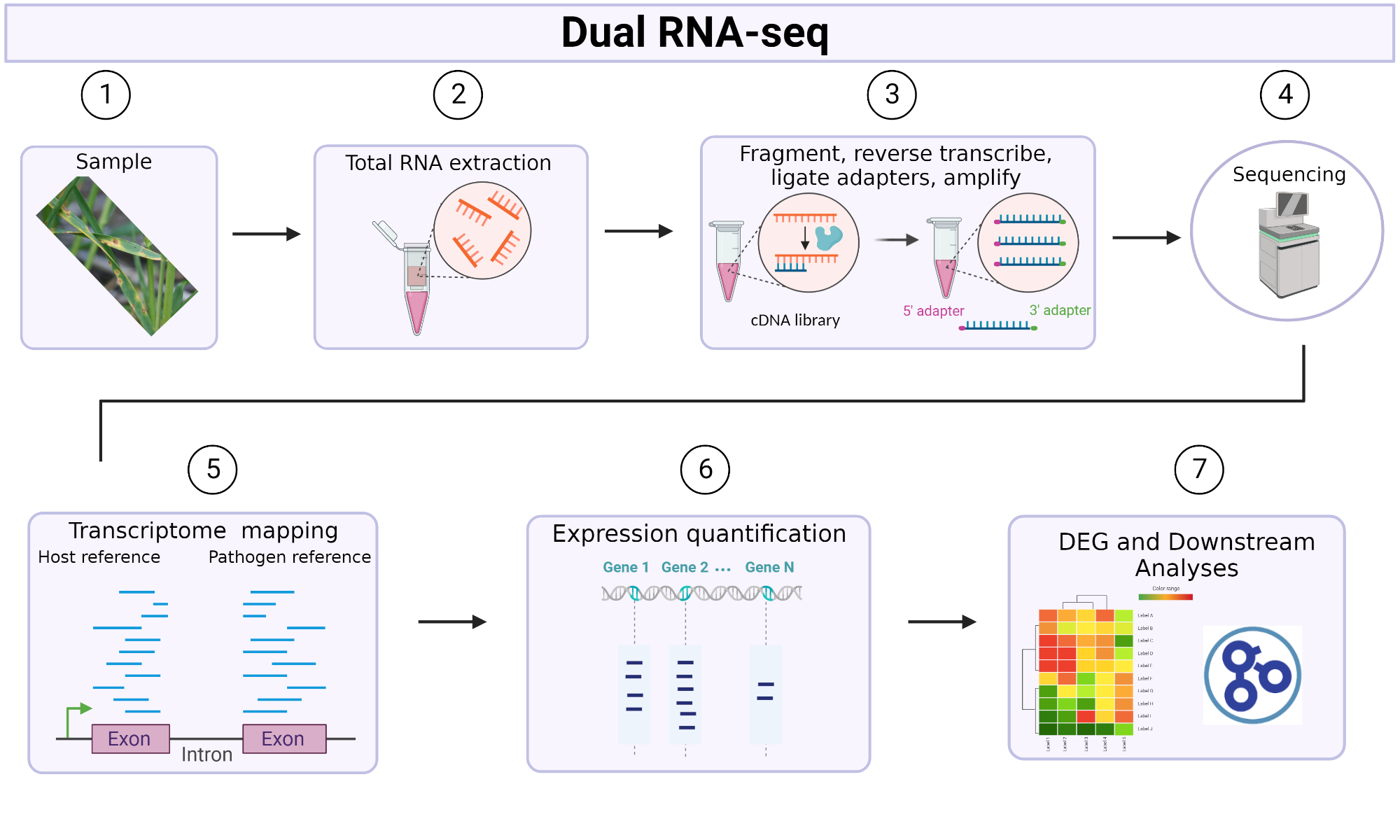 Dual RNA seq | BioRender Science Templates