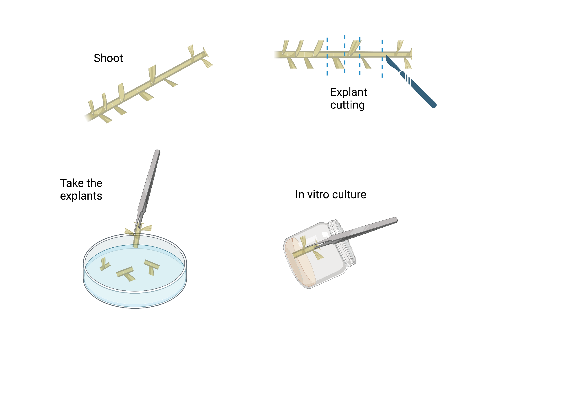Plant tissue culture process | BioRender Science Templates