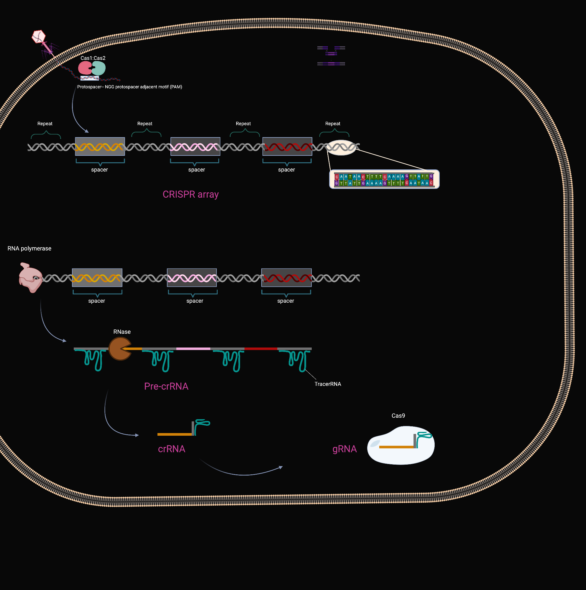 CRISPR | BioRender Science Templates
