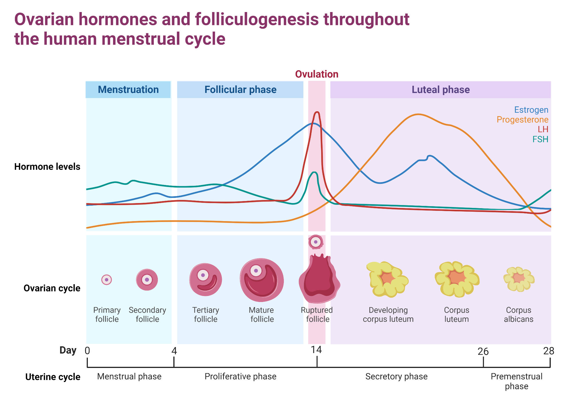 Ovarian Hormones Throughout The Menstrual Cycle Biorender Science