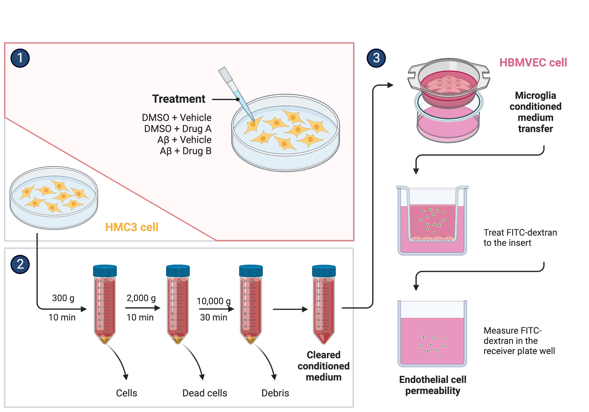 Endothelial Cell Permeability after Conditioned Medium Transfer ...