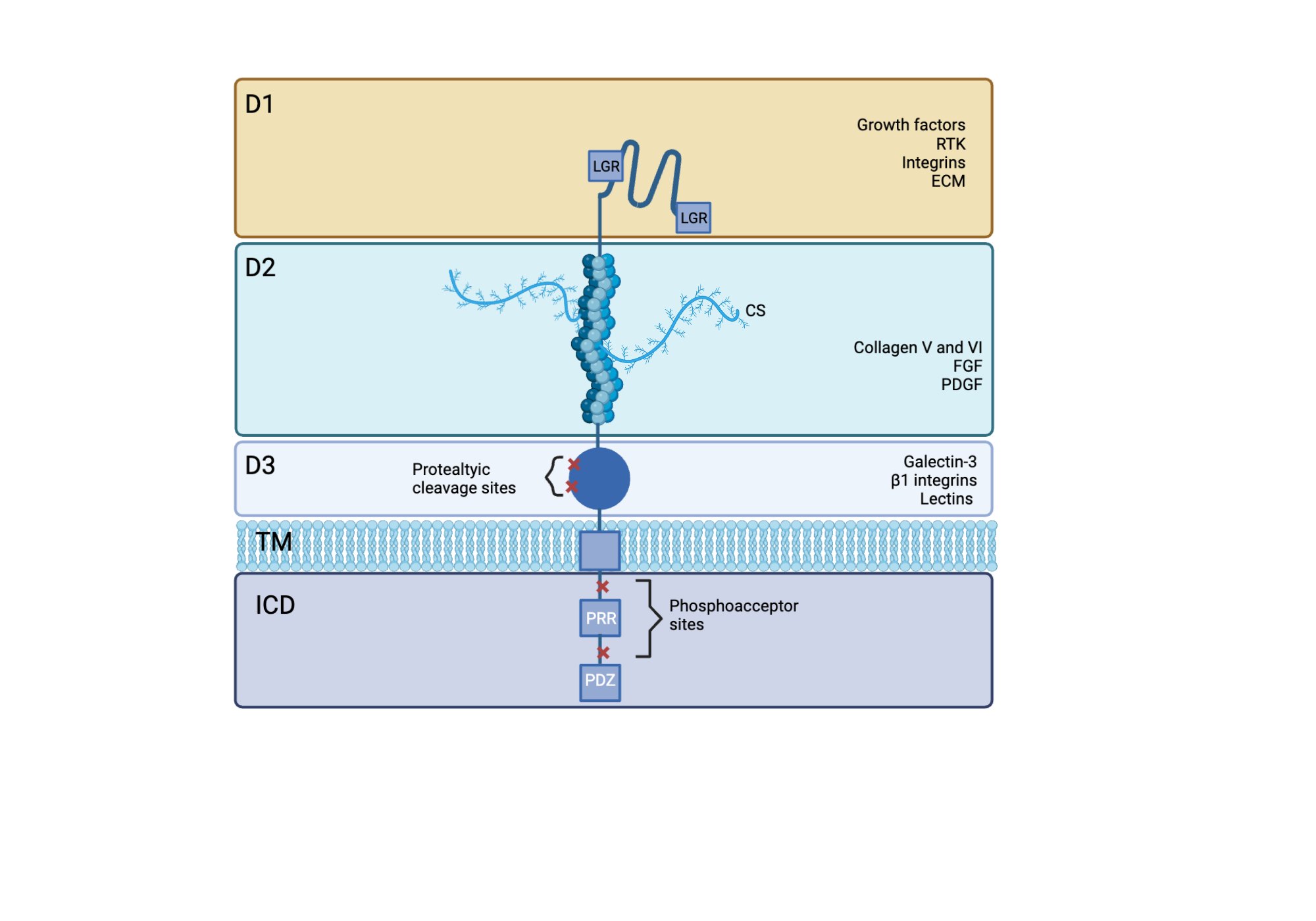 structure of CSPG4 | BioRender Science Templates