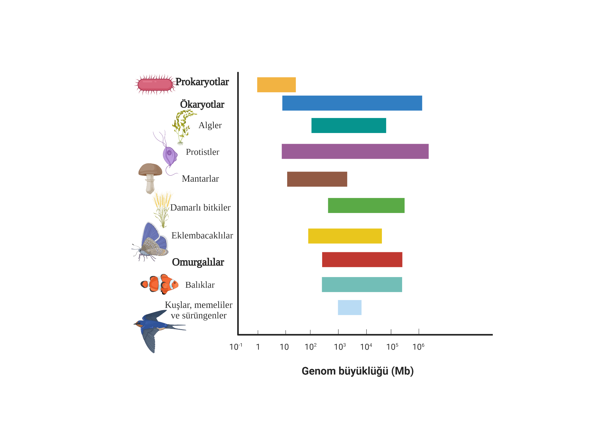 C-Value Paradox | BioRender Science Templates