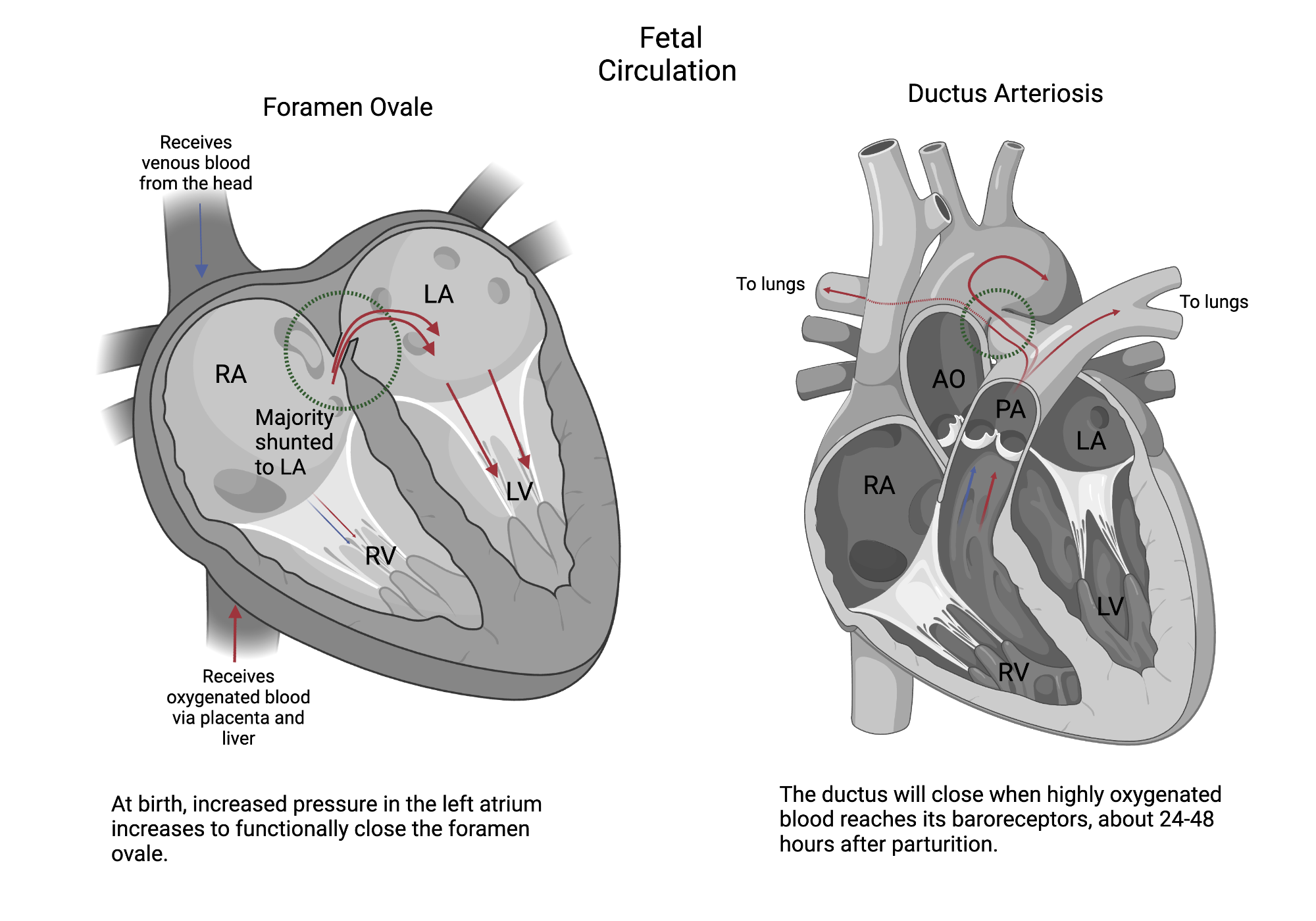 Fetal Circulation in the Heart | BioRender Science Templates