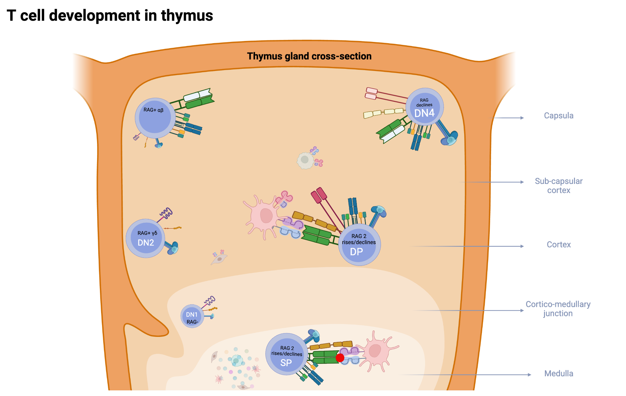 T-cell maturation characteristics in thymus | BioRender Science Templates