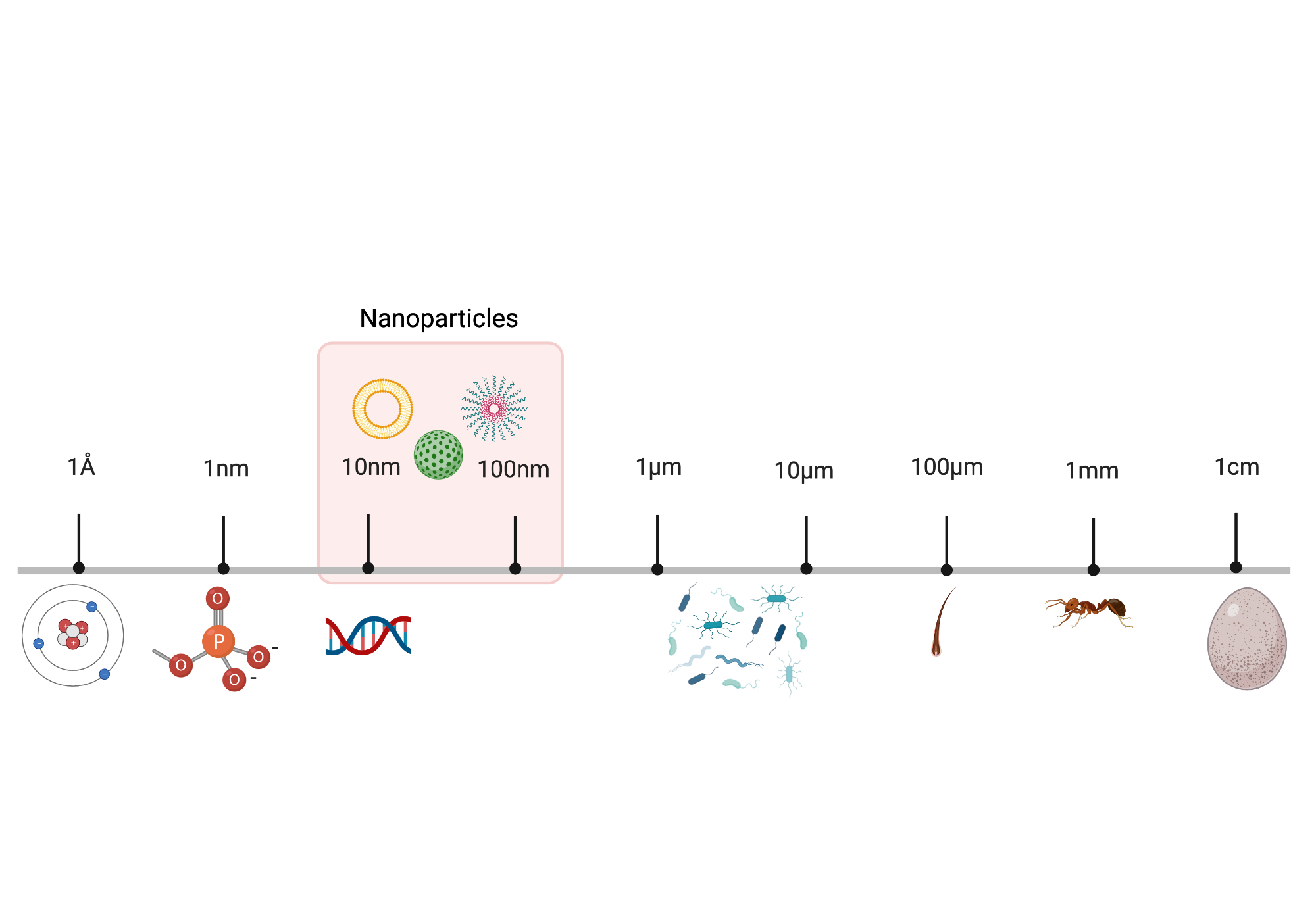 Particles size range | BioRender Science Templates