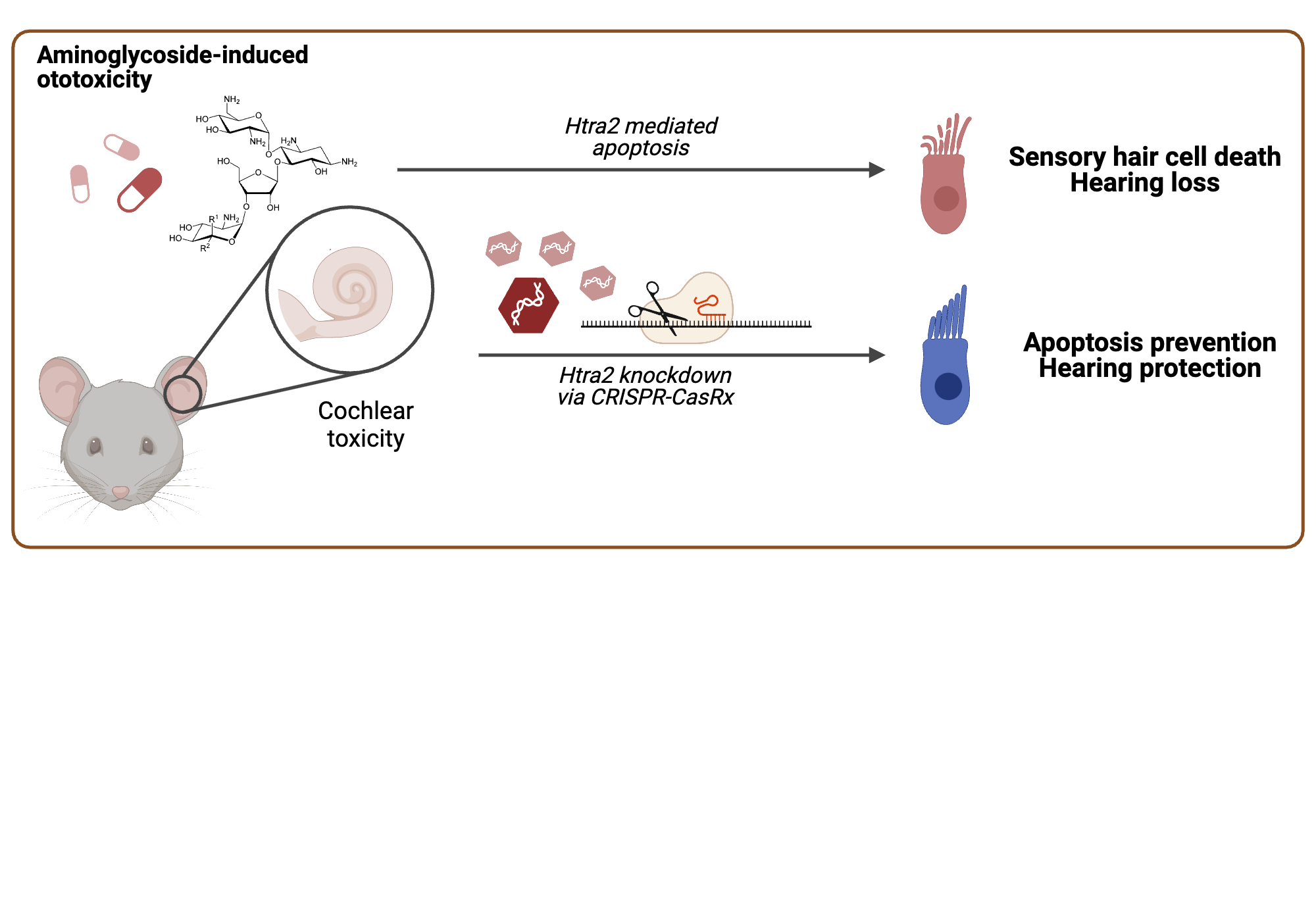 Aminoglycoside-induced ototoxicity | BioRender Science Templates