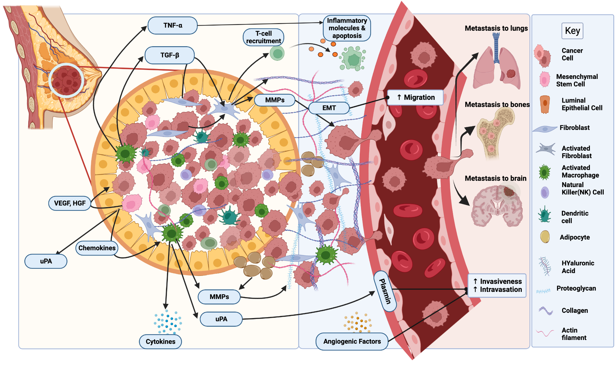 Role of Stromal Components in breast cancer migration and invasion ...