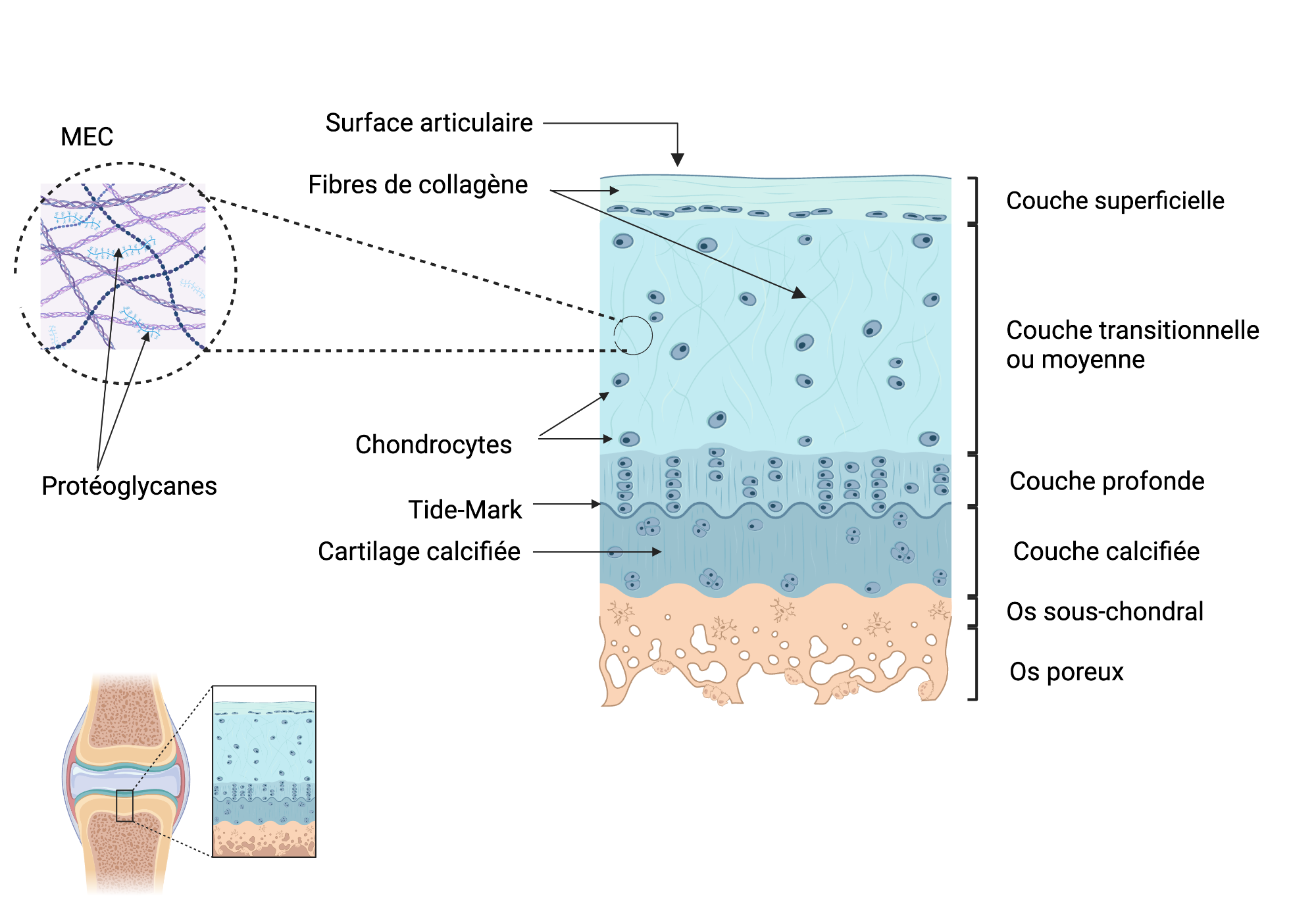 Cartilage structure organisation | BioRender Science Templates