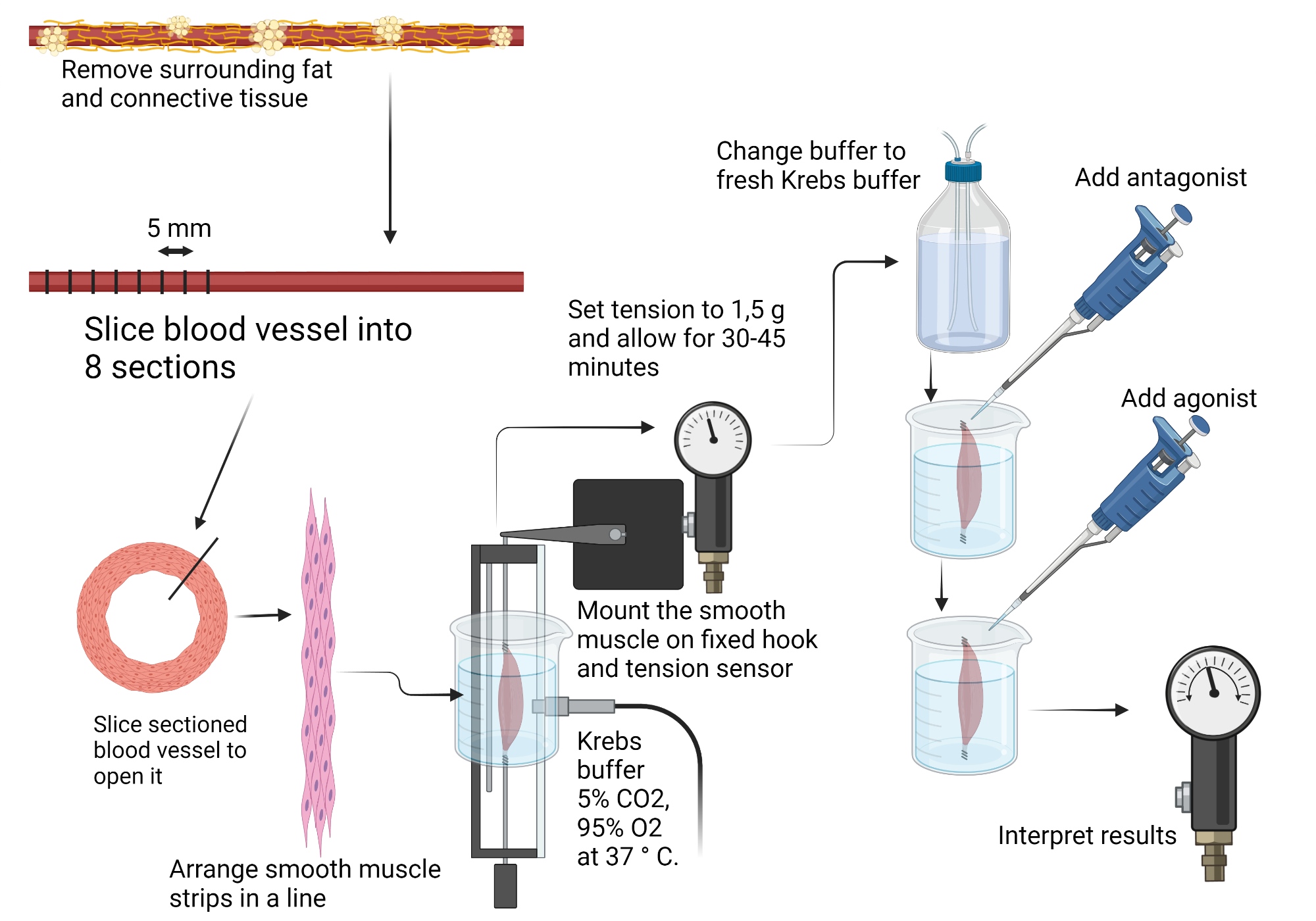 Organ bath study - Smooth muscle | BioRender Science Templates