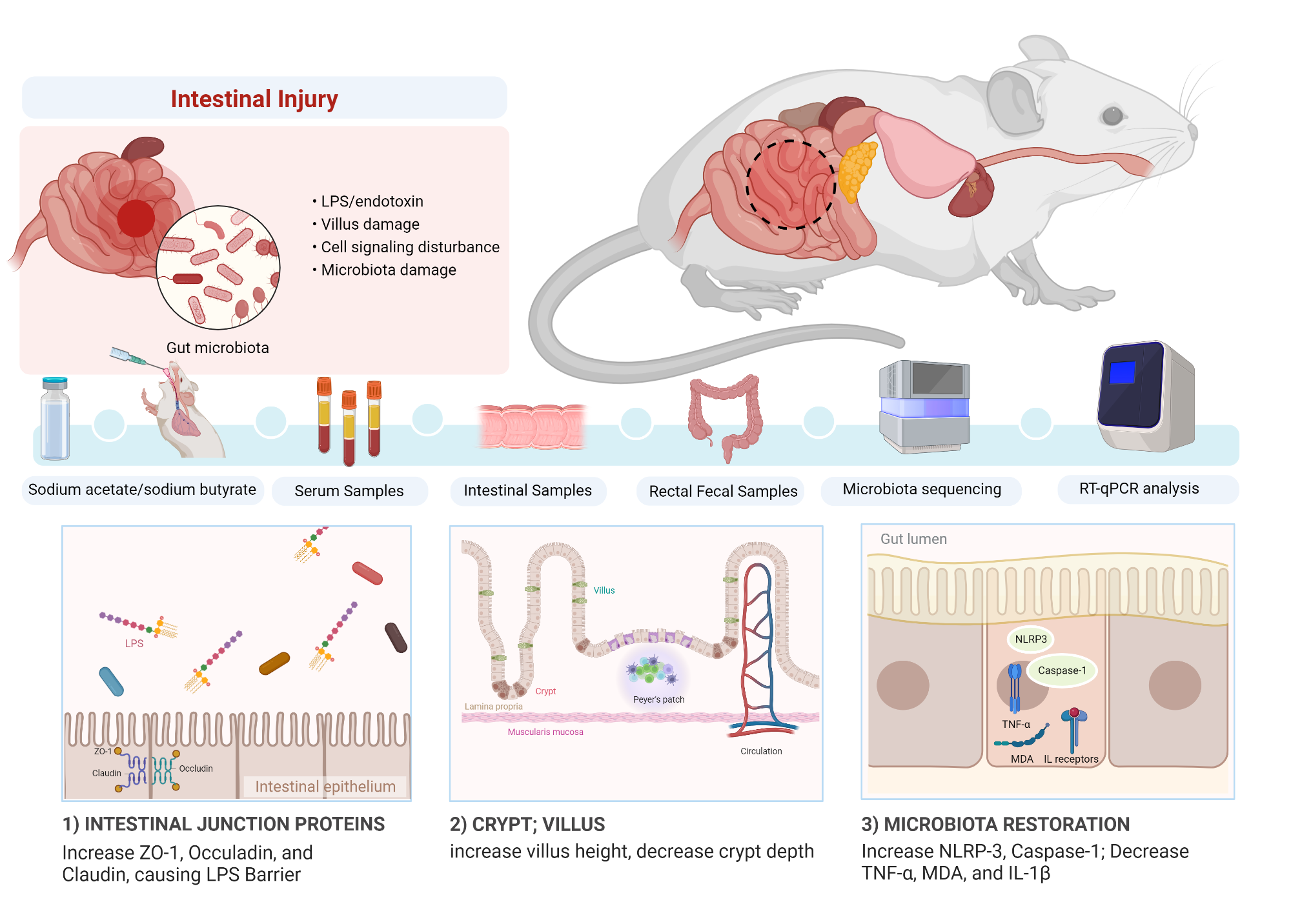 Emblica officinalis mitigates lead toxicity | BioRender Science Templates