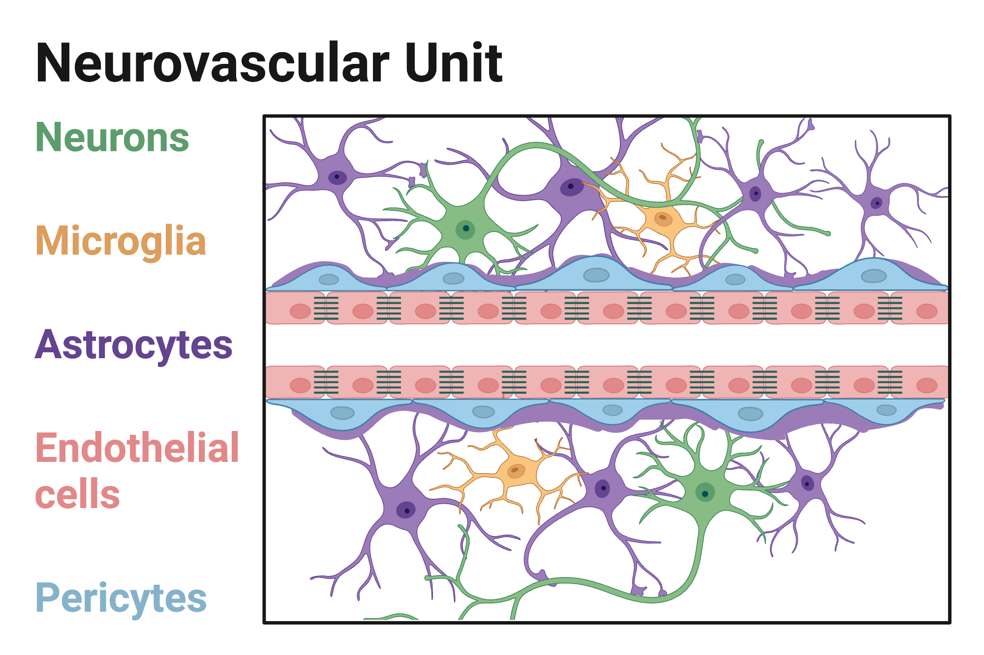 Neurovascular Unit of the Mammalian Brain with box | BioRender Science ...