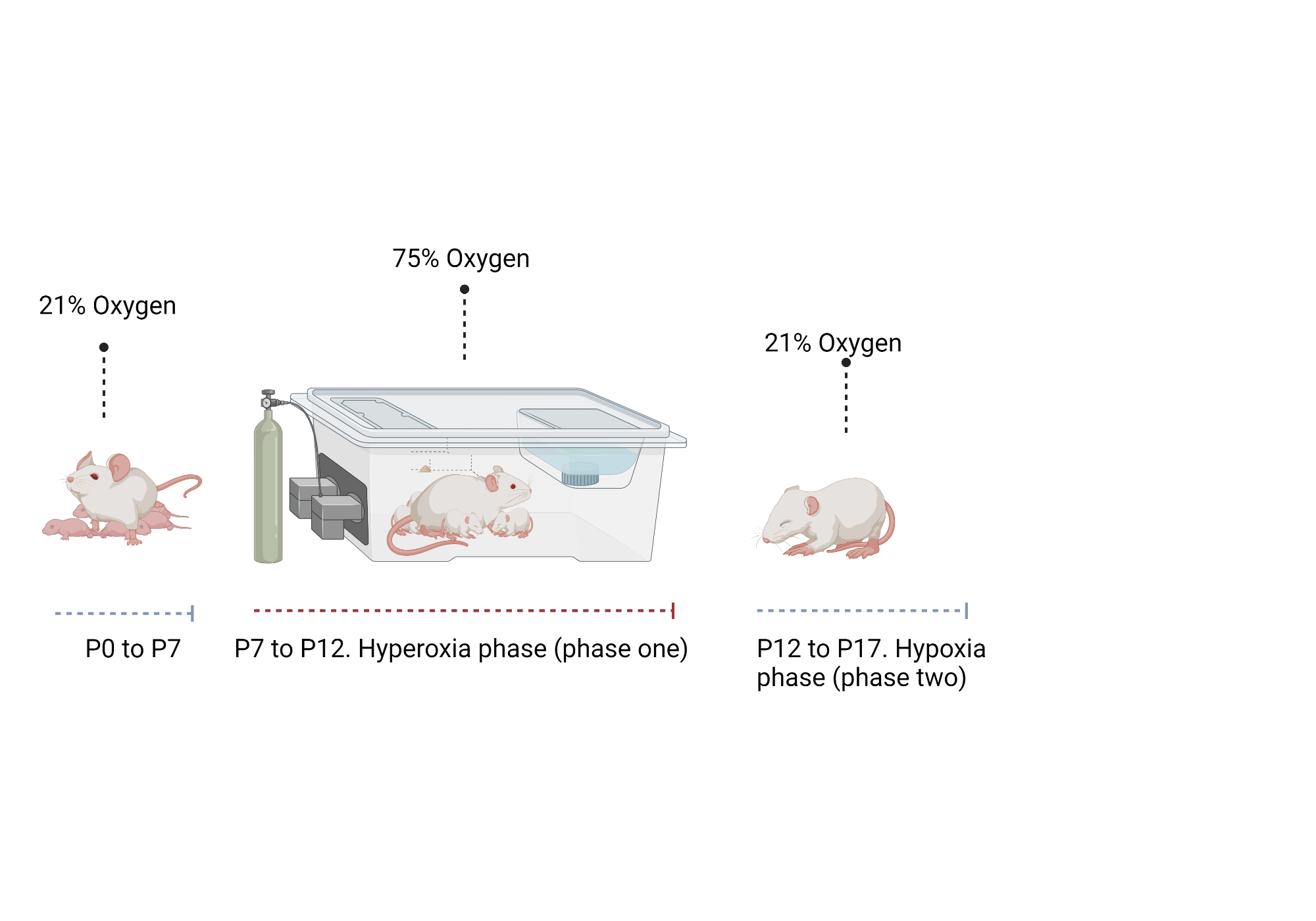 Rat model of retinopathy of prematurity | BioRender Science Templates