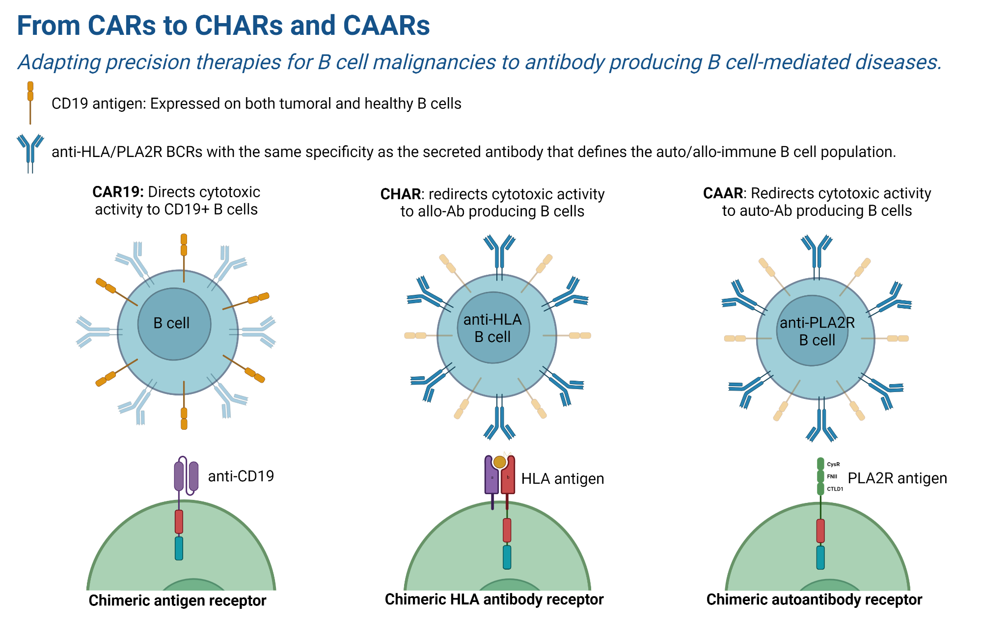 From CARs to CHARs and CAARs | BioRender Science Templates