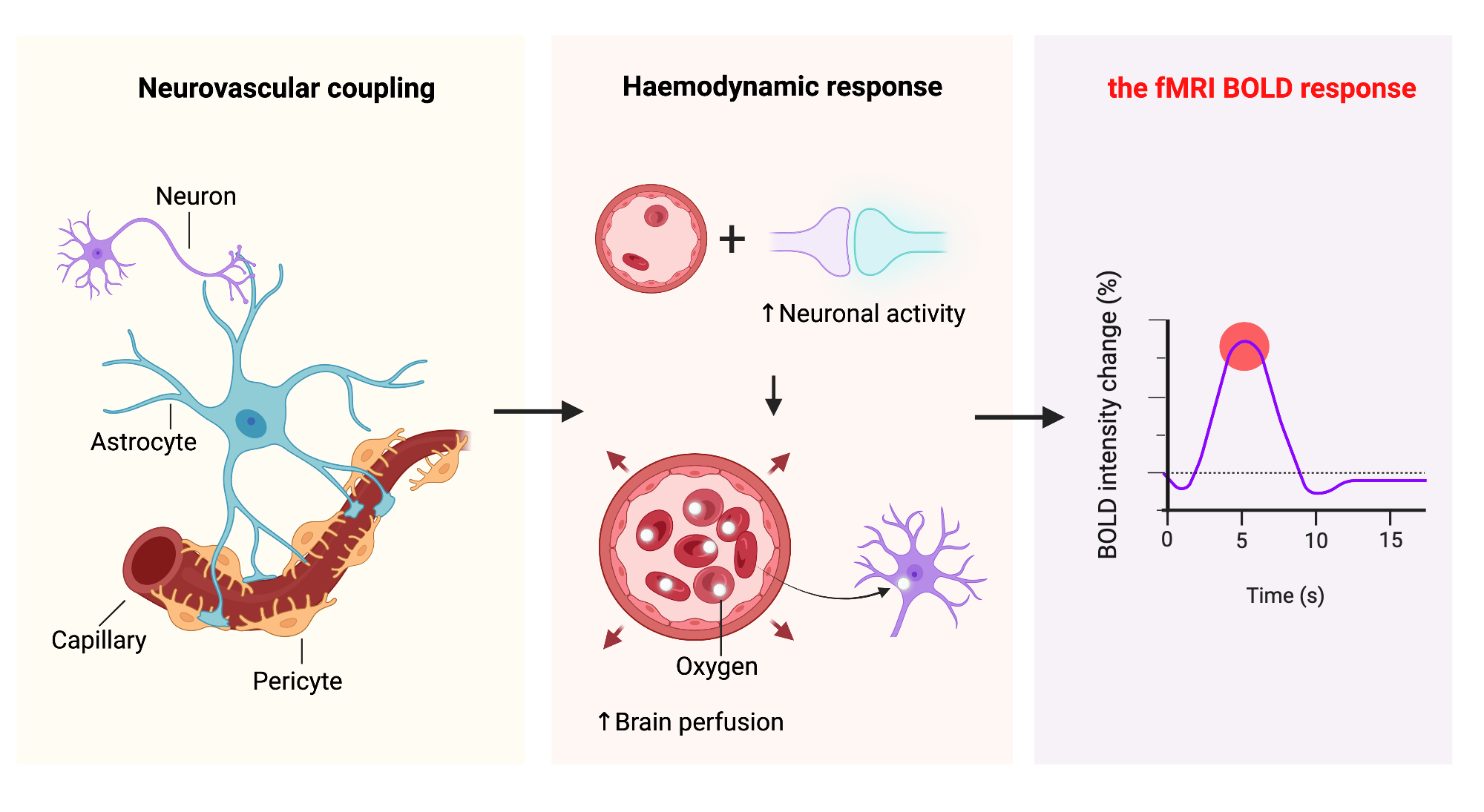 The physiological basis of the fMRI BOLD response | BioRender Science ...