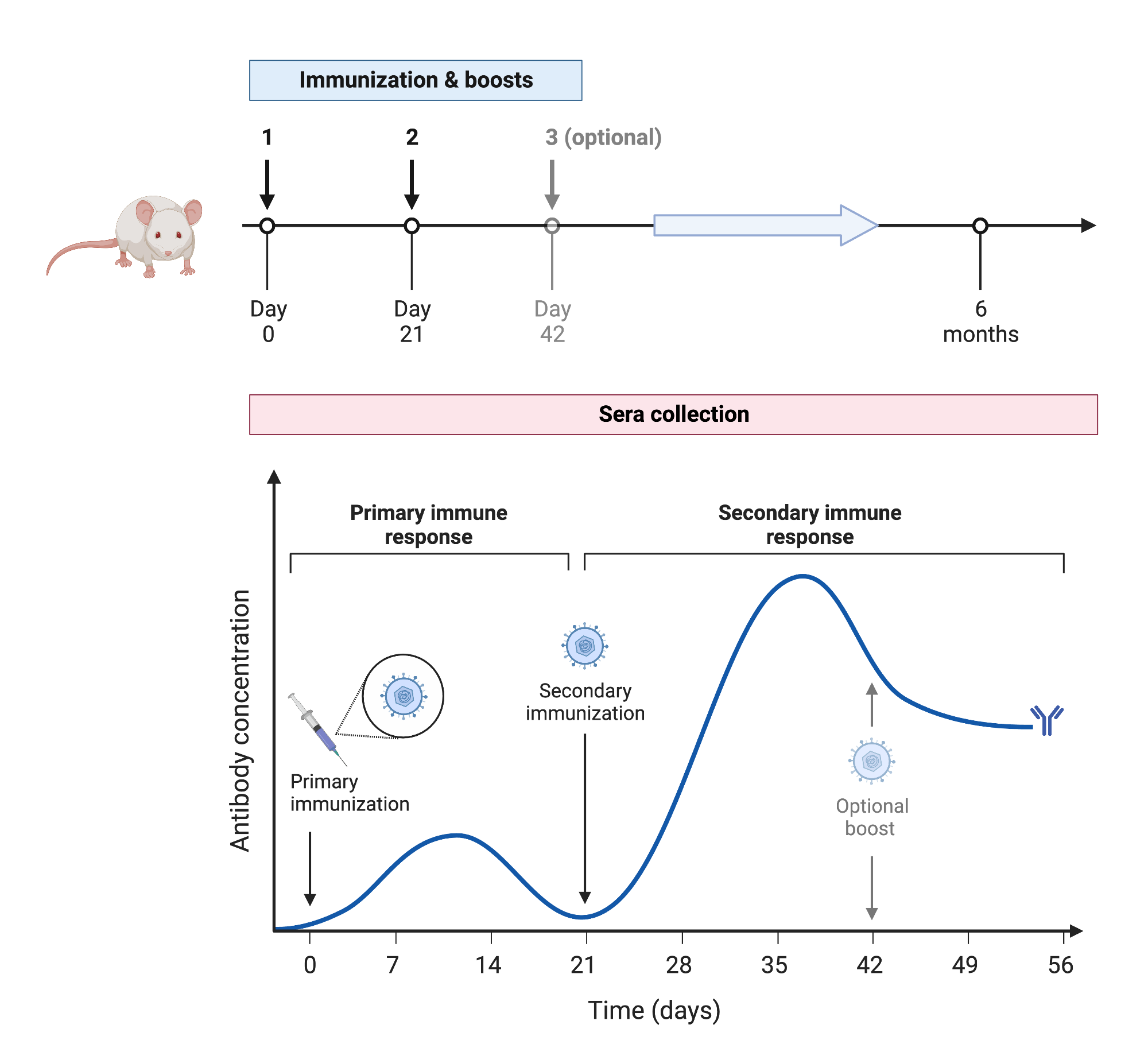 Immunogenicity assay & vaccine timeline | BioRender Science Templates