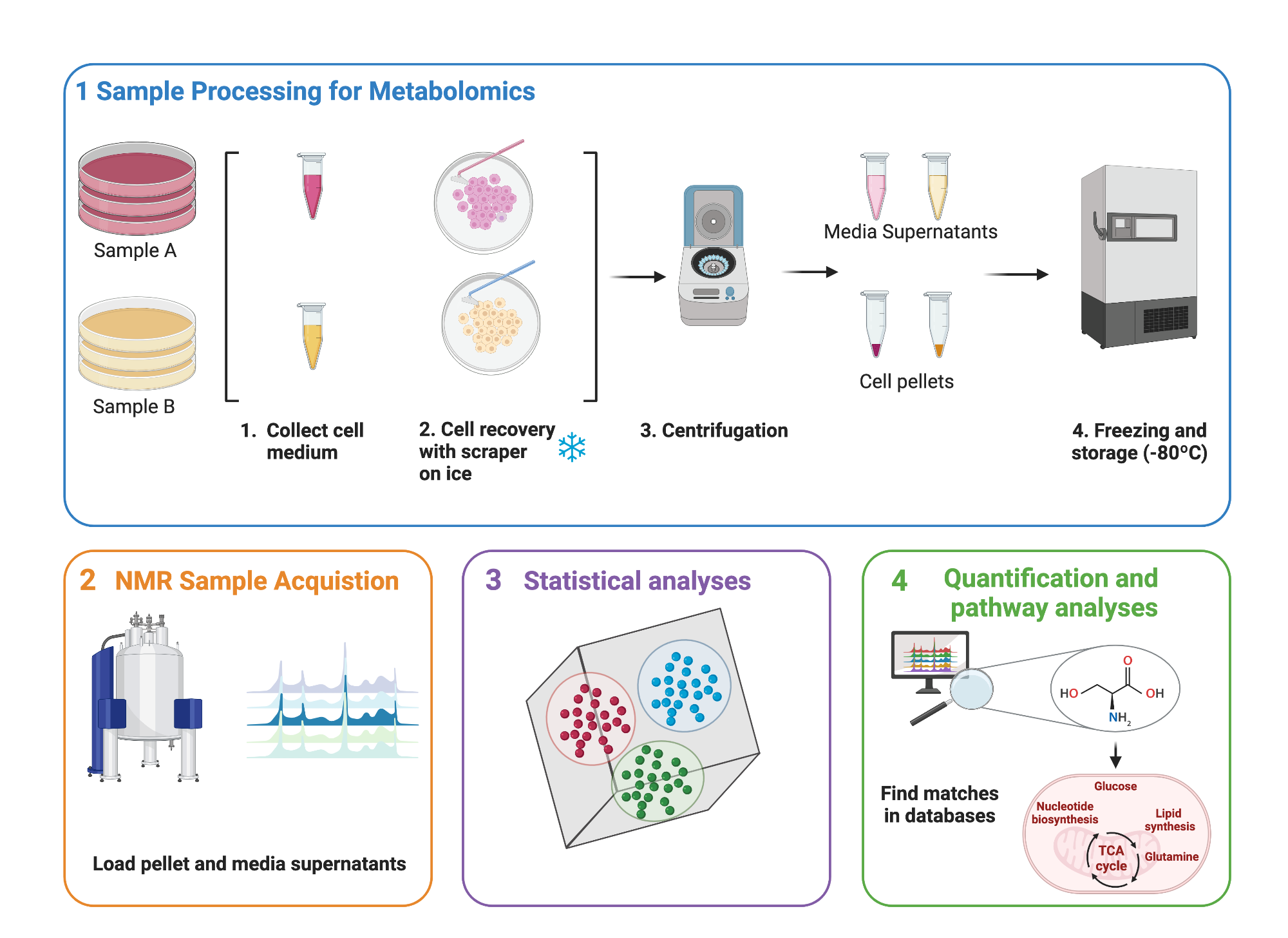 Metabolomics Sample Processing and Analysis | BioRender Science Templates