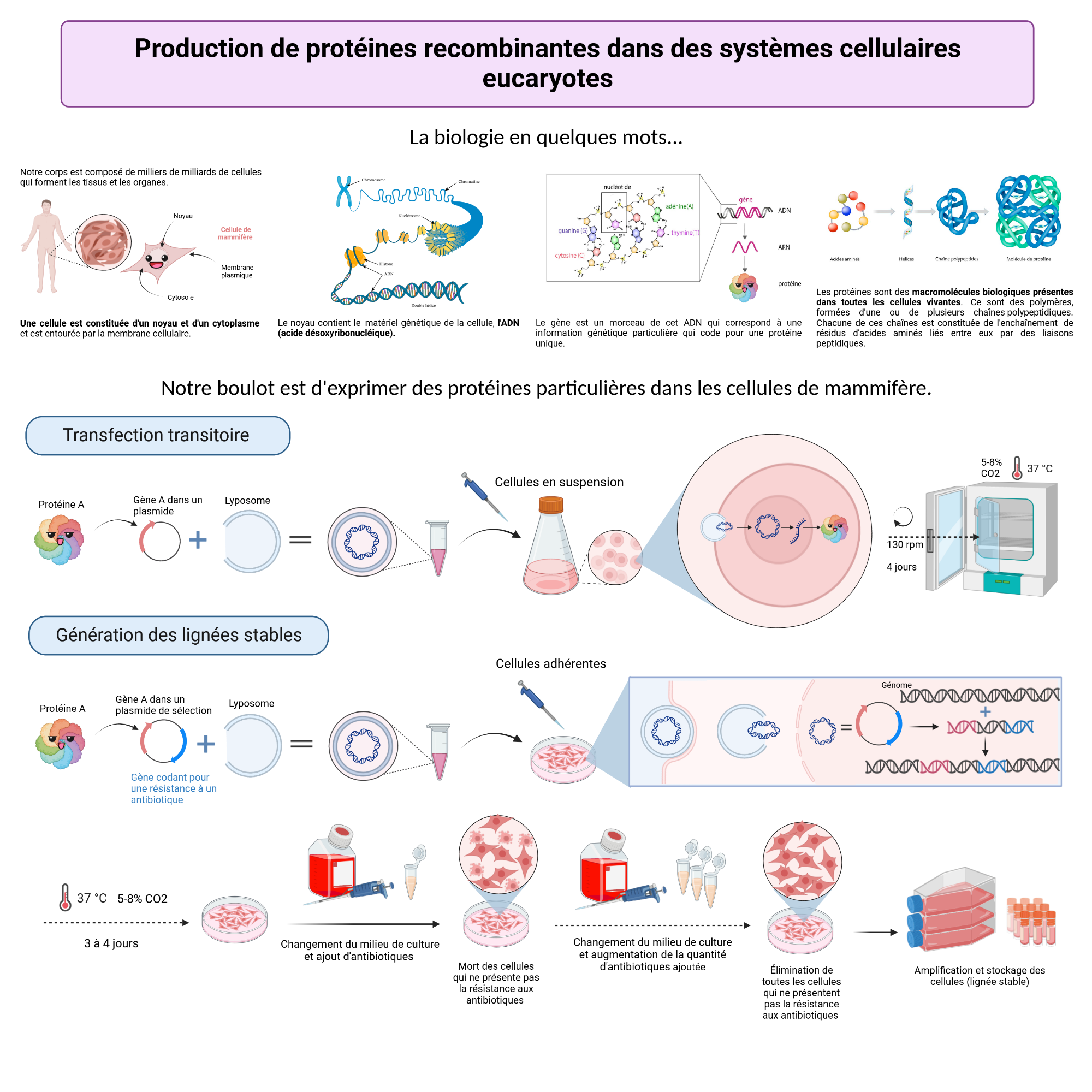 Cell culture for kids | BioRender Science Templates