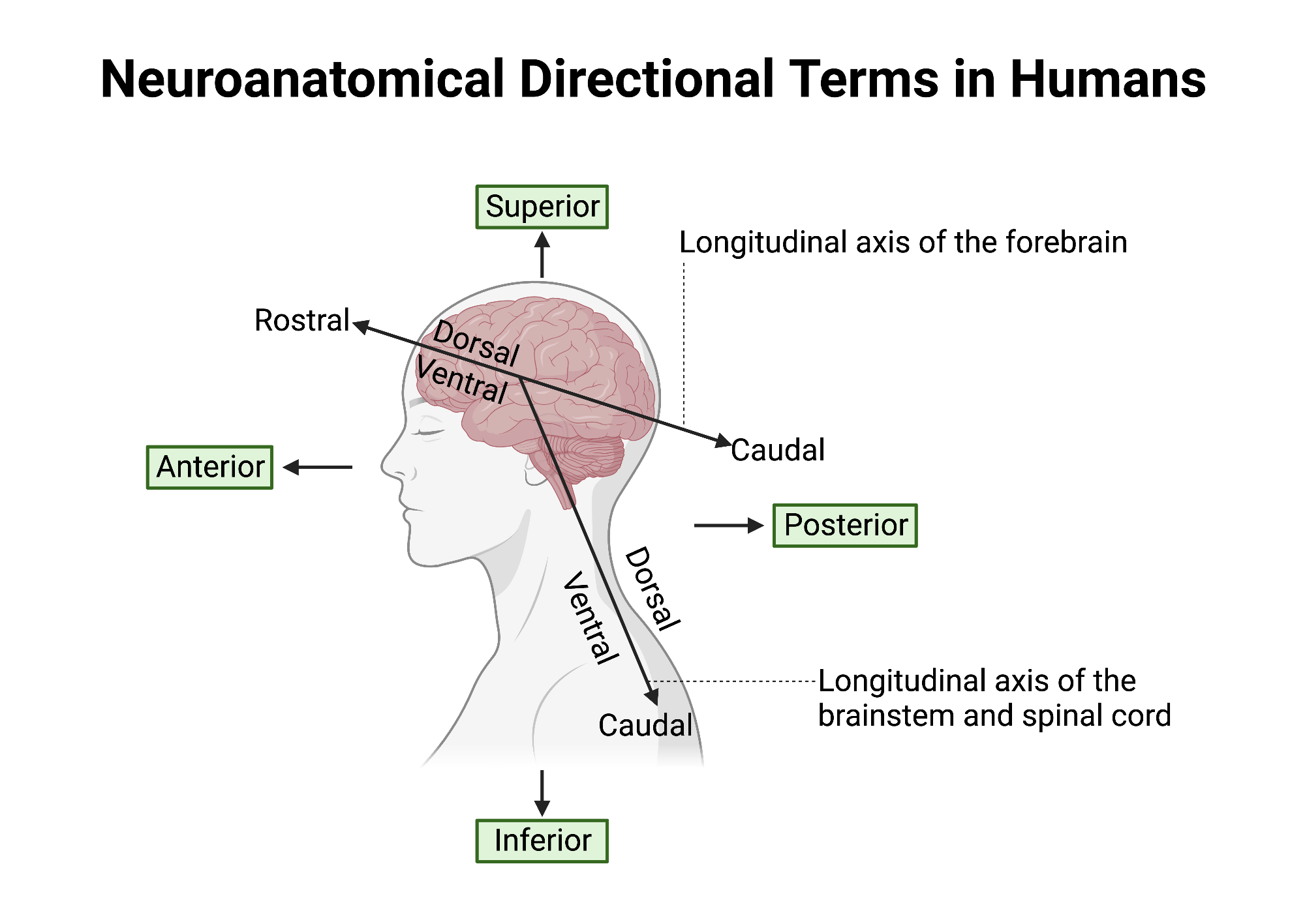 Neuroanatomical Directional Terms in Humans | BioRender Science Templates