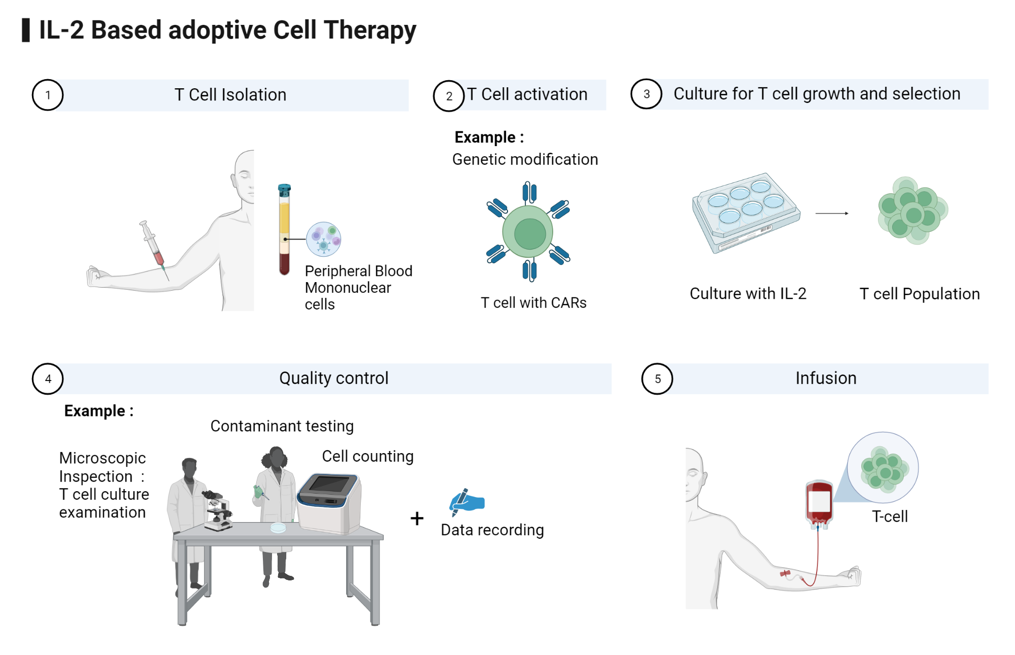 IL-2 Based Adoptive Cell Therapy | BioRender Science Templates