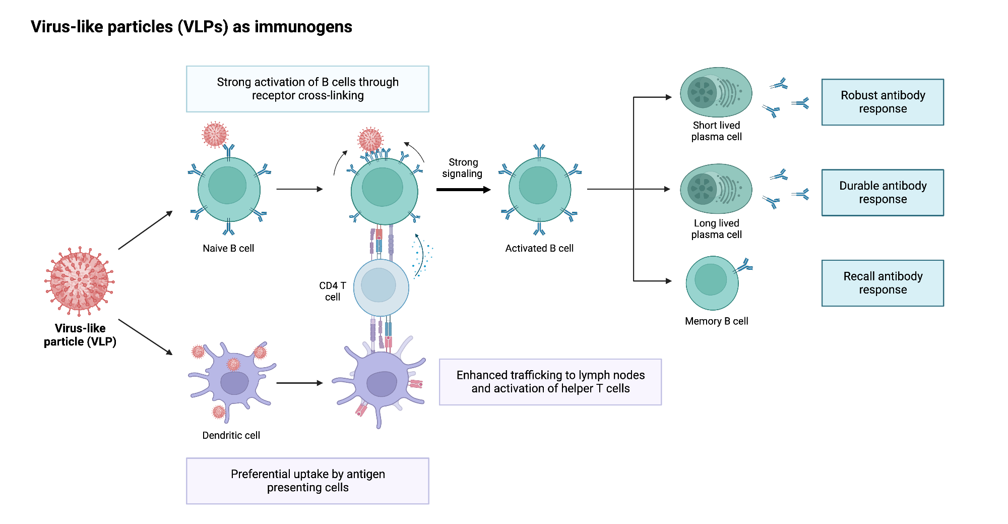 Virus-like particles (VLPs) as immunogens | BioRender Science Templates