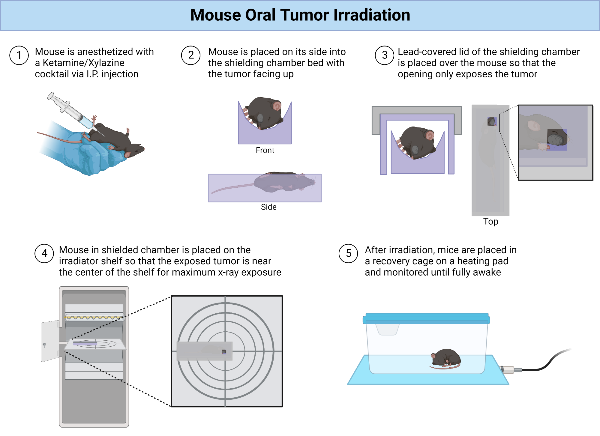 Mouse Oral Tumor Irradiation | BioRender Science Templates