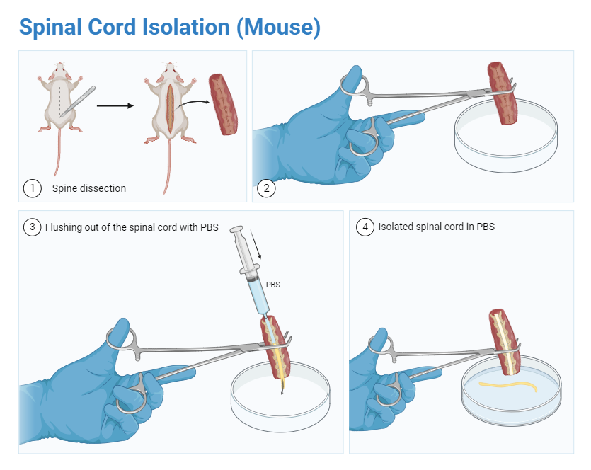 Mouse Spinal Cord Isolation | BioRender Science Templates