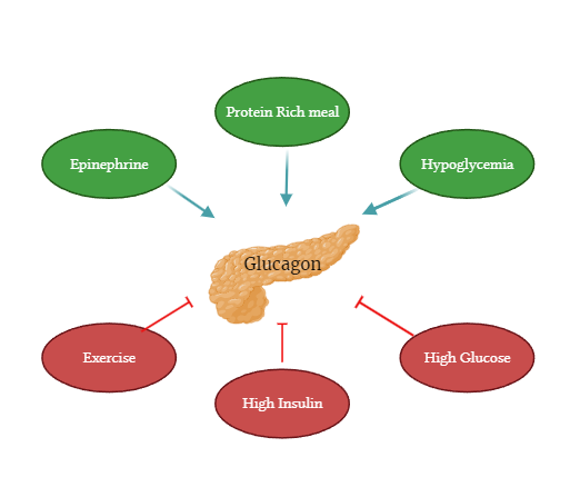 Regulation of glucagon release | BioRender Science Templates