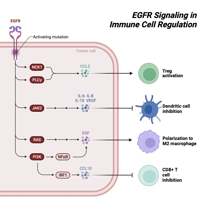 EGFR Signaling and Immune Stimulations | BioRender Science Templates