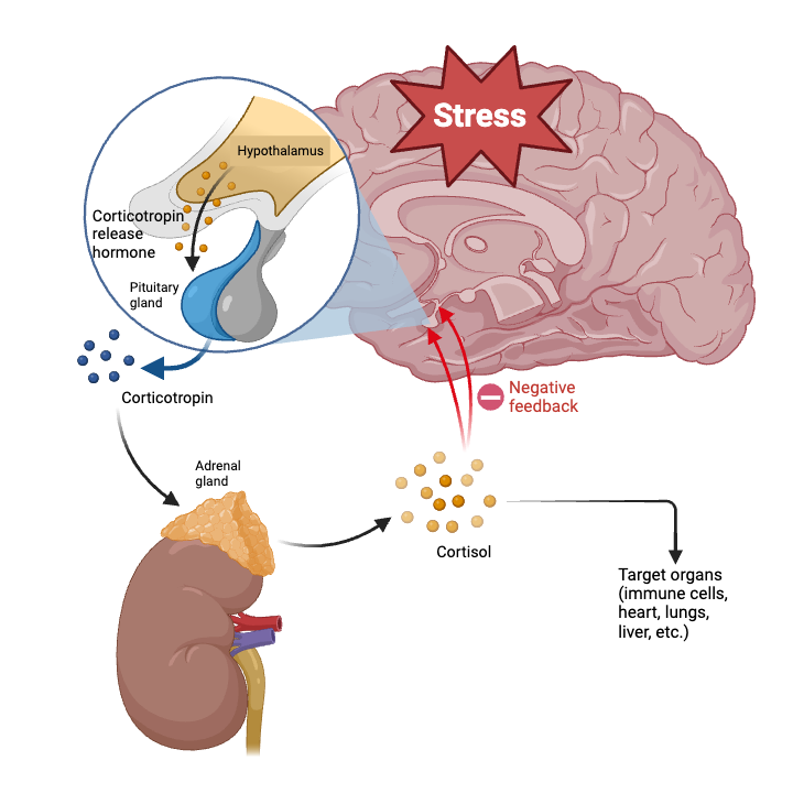 Hypothalamic-Pituitary-Adrenal Axis | BioRender Science Templates Hypothalamic-Pituitary-Adrenal Axis | BioRender Science Templates