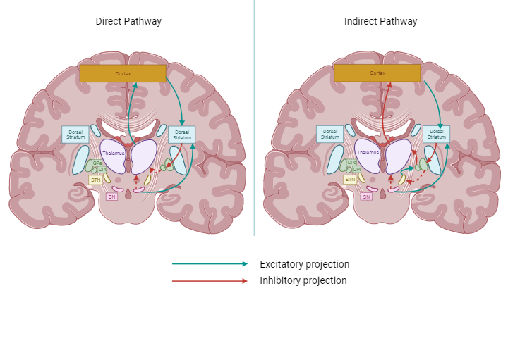Direct and Indirect Pathways of Movement | BioRender Science Templates Direct and Indirect Pathways of Movement | BioRender Science Templates