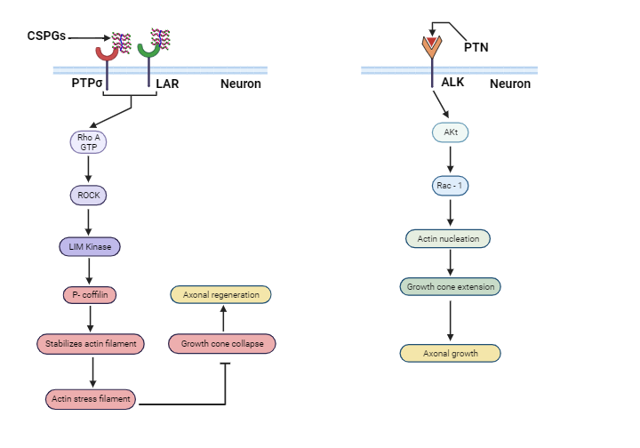 Signalling of CSPGs and PTN in neurons. | BioRender Science Templates