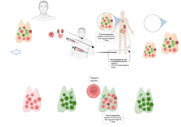 Chimerism | BioRender Science Templates