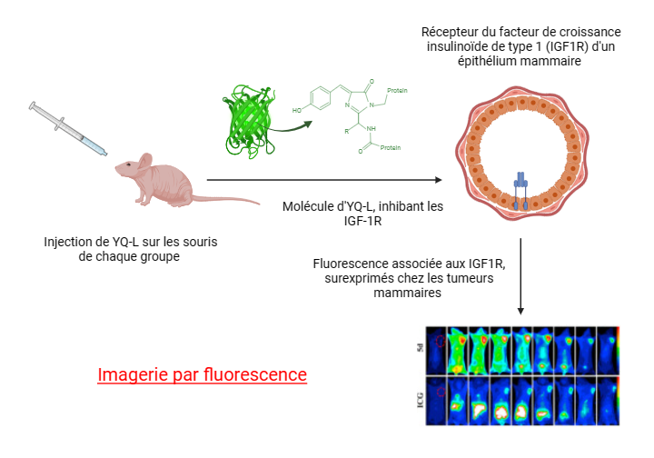 Sonde 5D | BioRender Science Templates