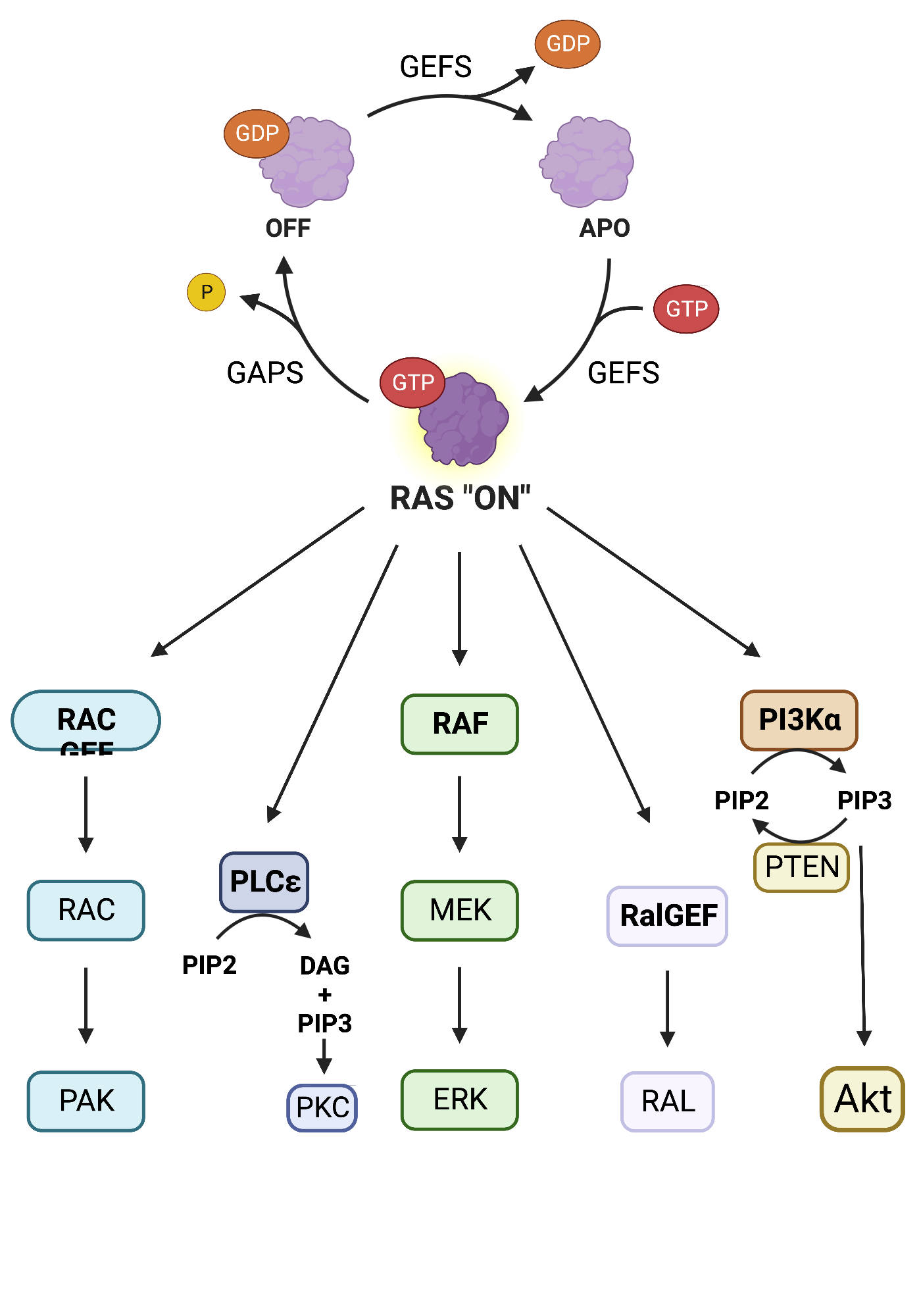 Kras Signaling Biorender Science Templates