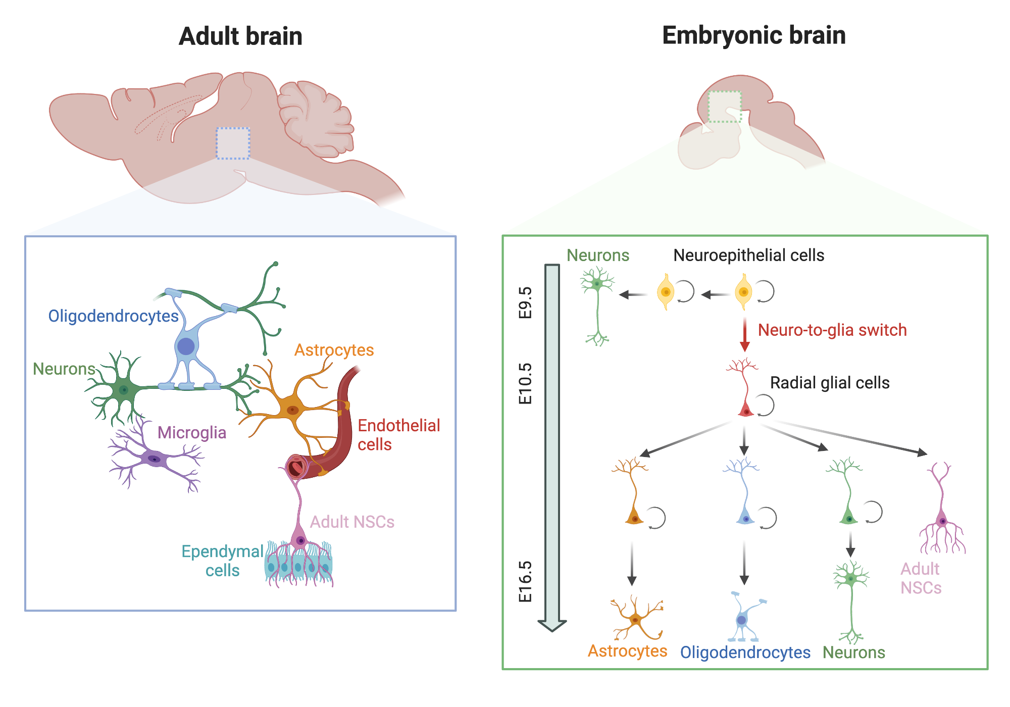 Cell types of the adult brain and how these are generated during embryonic development ...