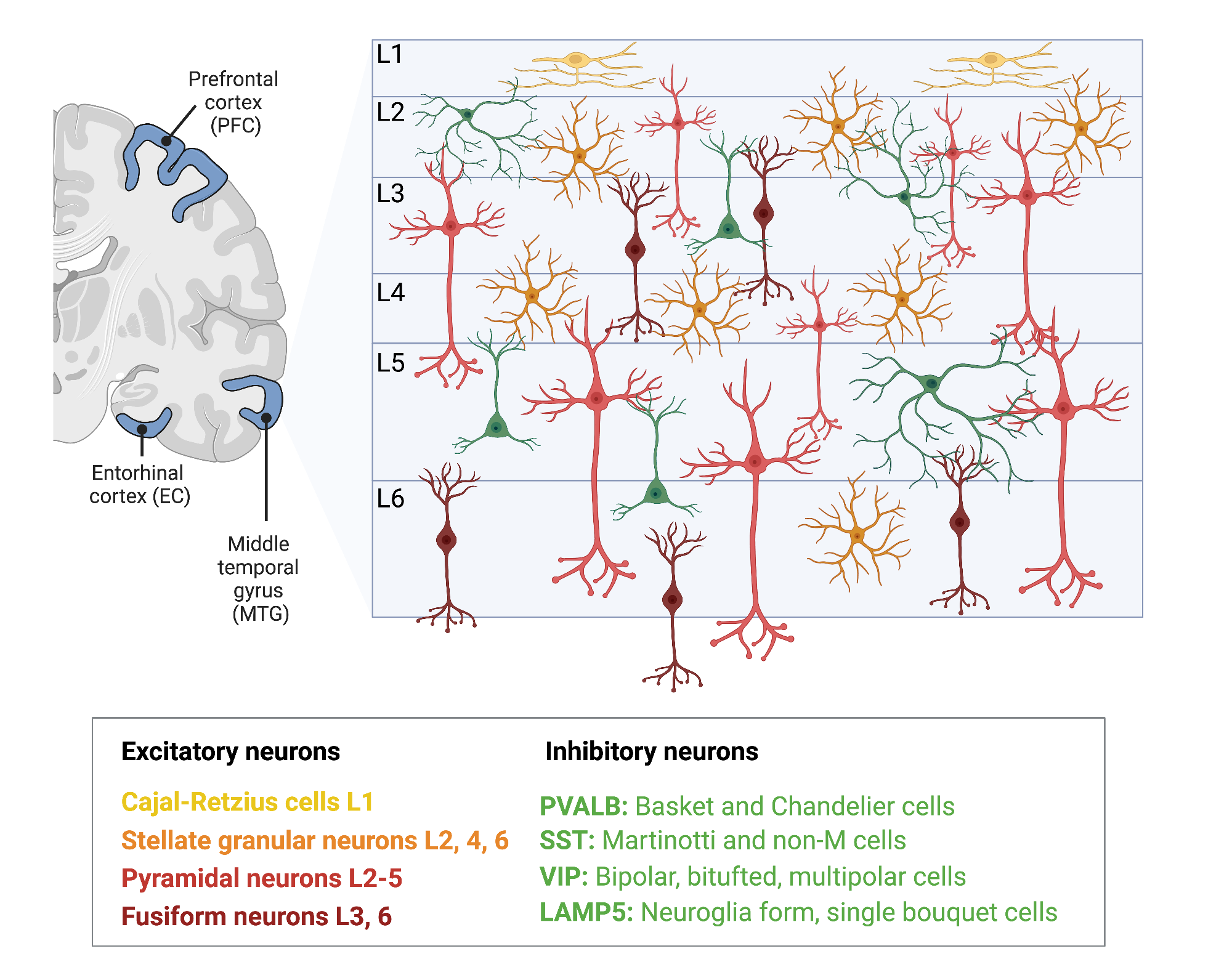 Excitatory and inhibitory neurons distribution in the layers of the human cortex | BioRender ...