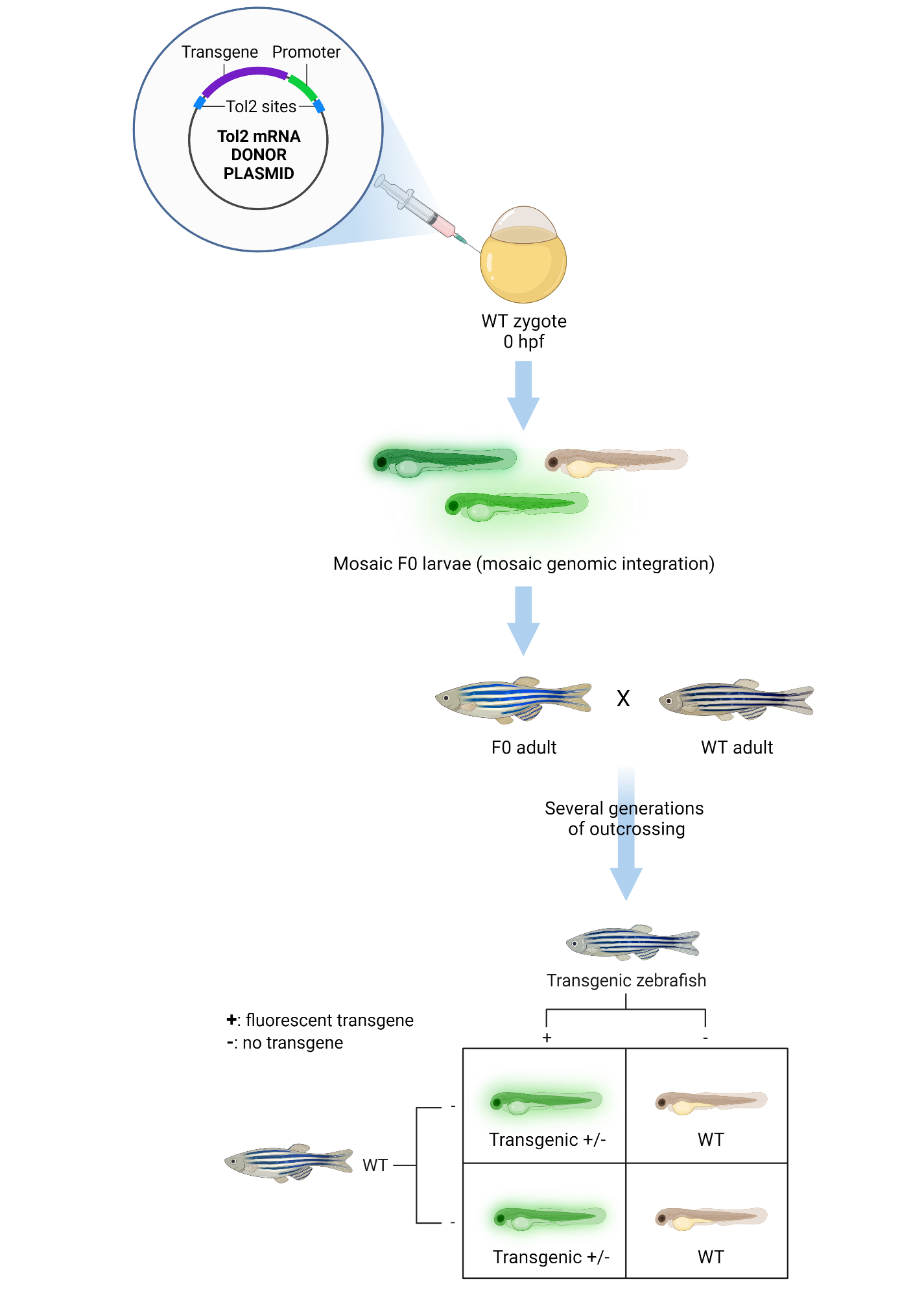 Zebrafish transgenic fluorescent line generation | BioRender Science ...
