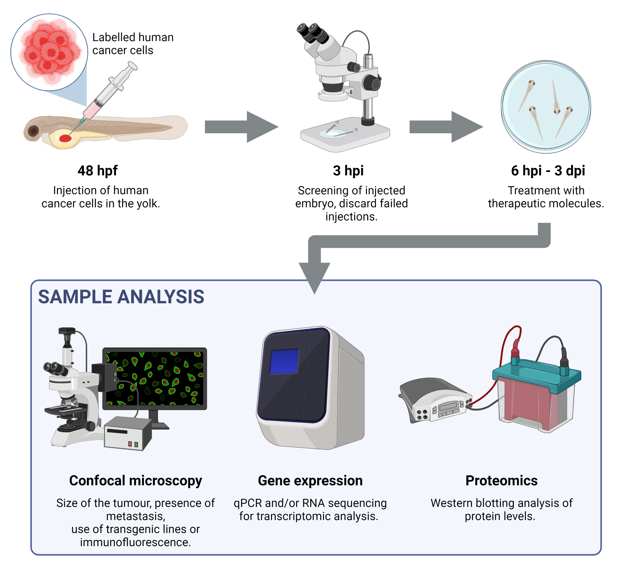 Zebrafish xenograft workflow | BioRender Science Templates