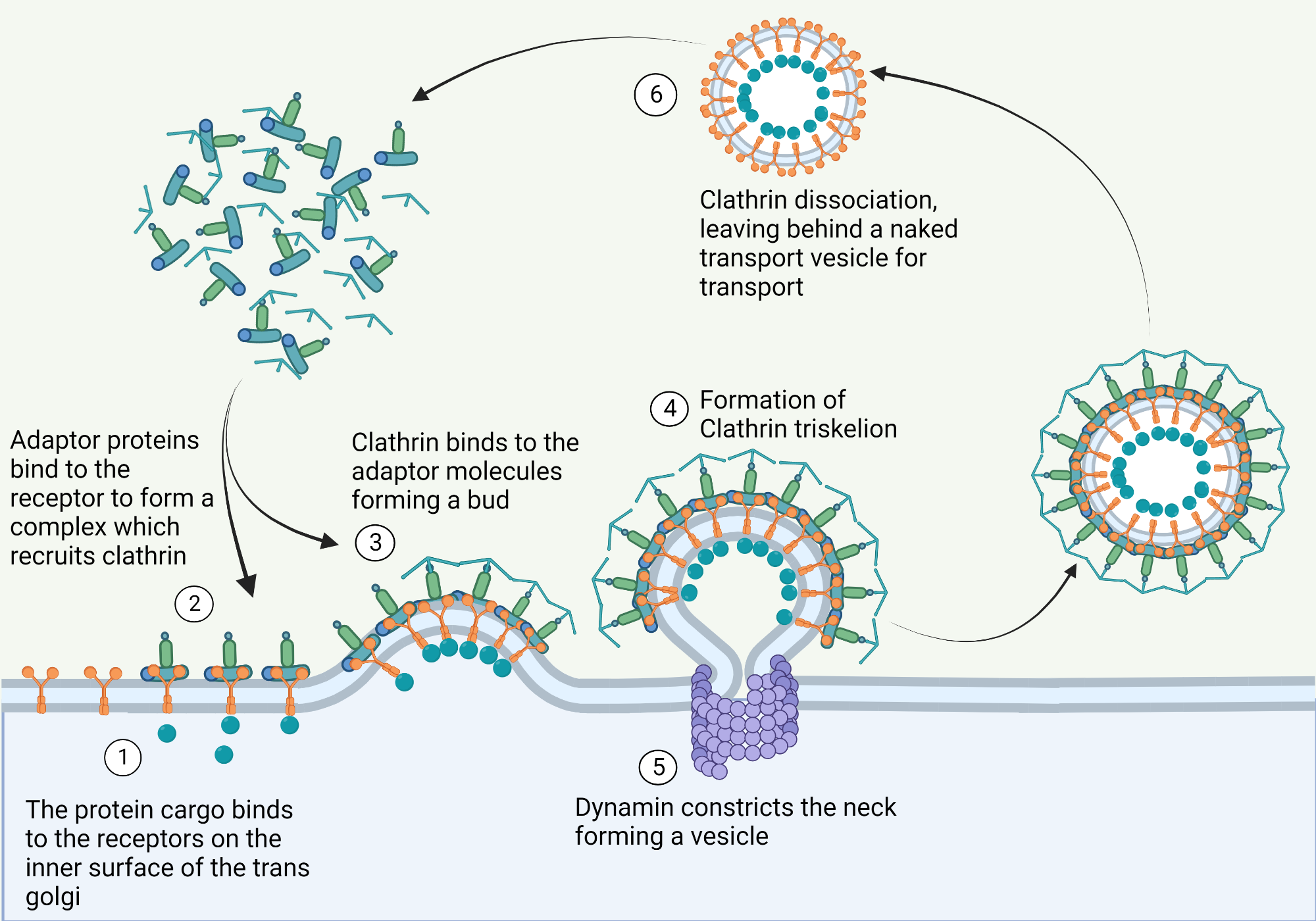 vesicular transport | BioRender Science Templates
