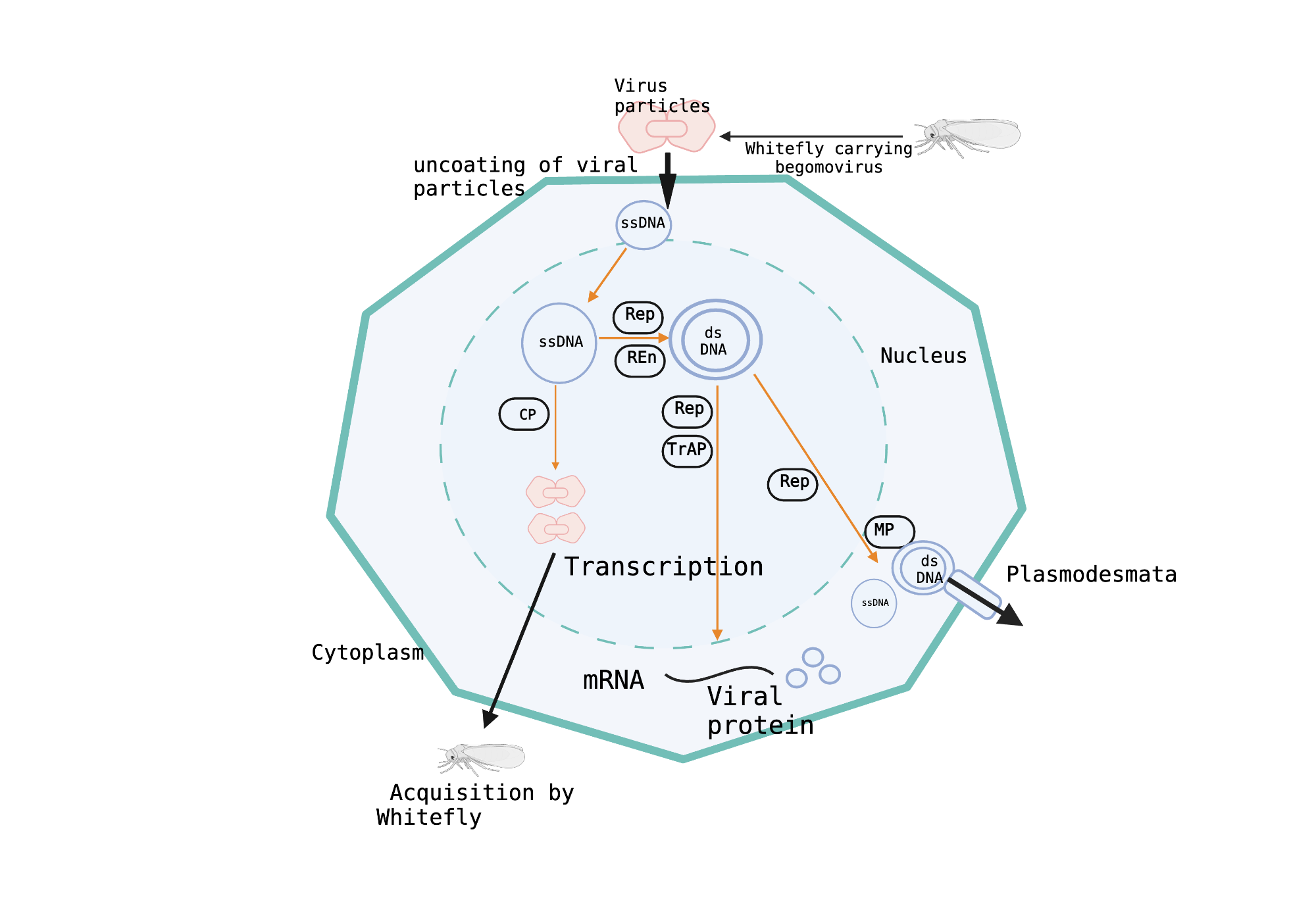 Begomovirus Life cycle | BioRender Science Templates
