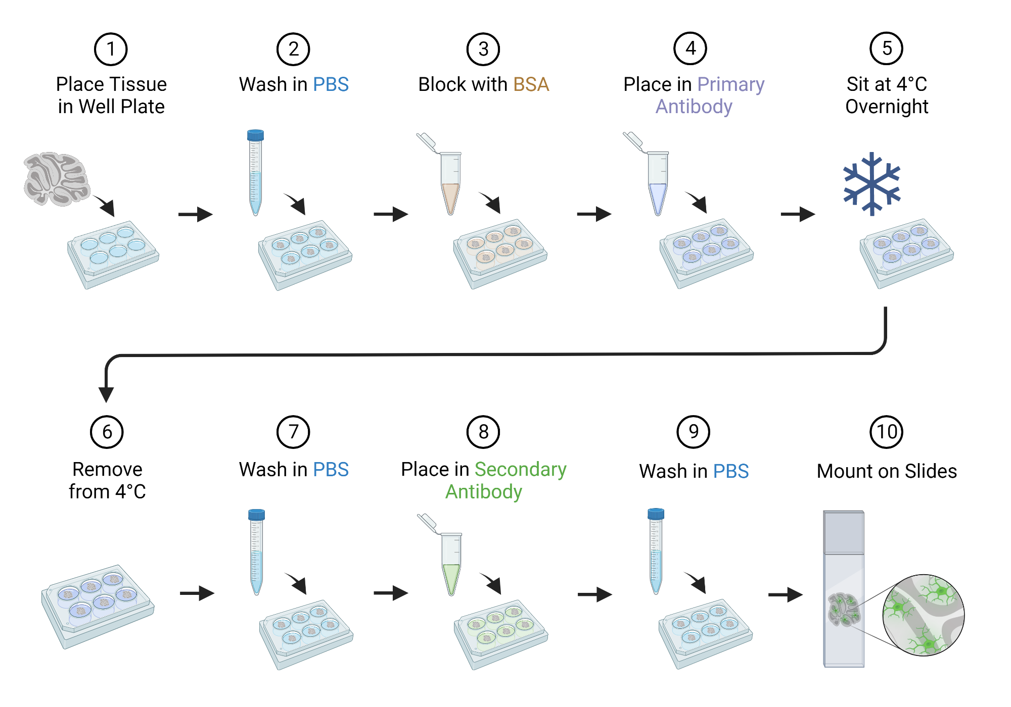 Immunohistochemistry Protocol | BioRender Science Templates