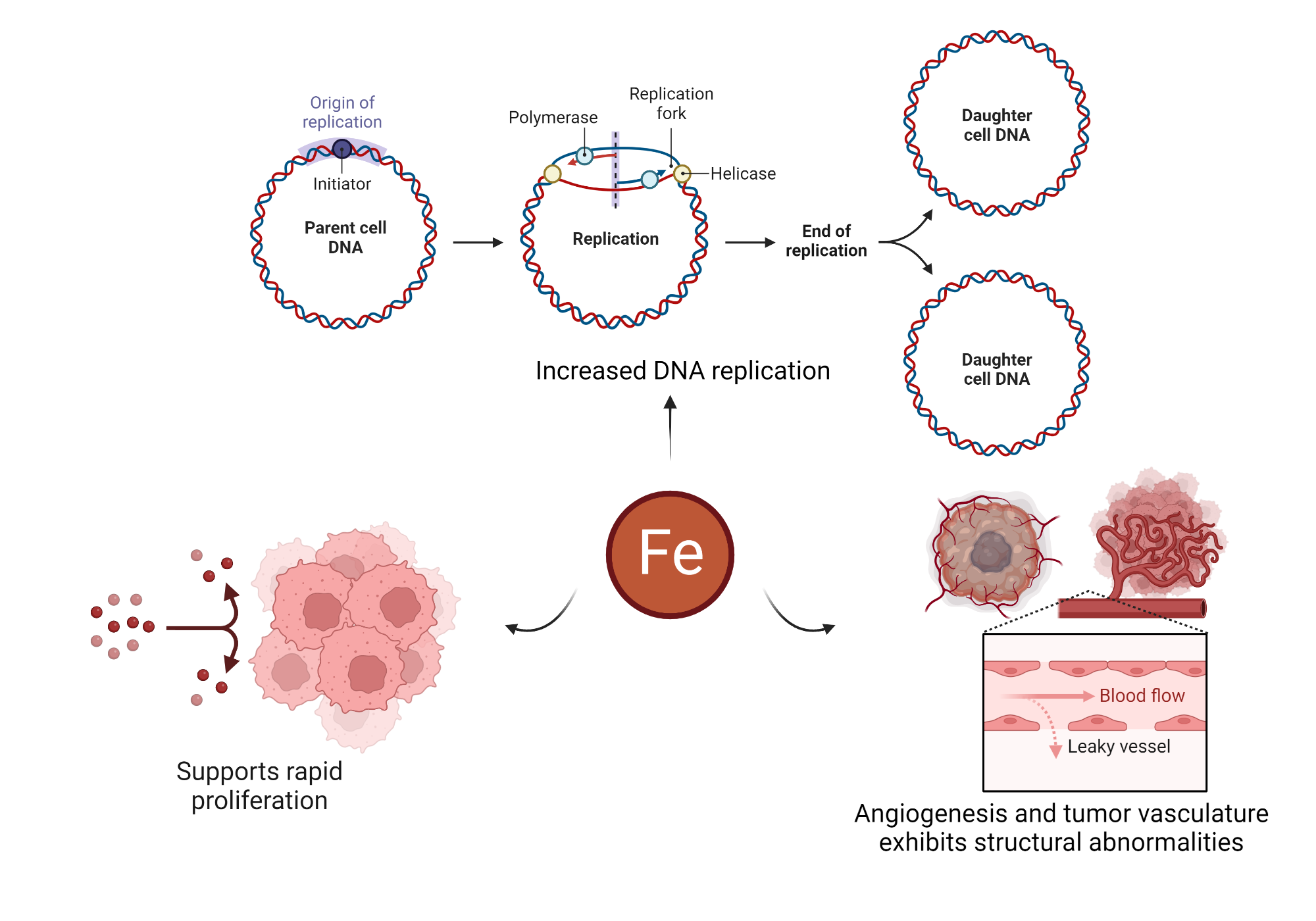 Role of iron in cancer | BioRender Science Templates