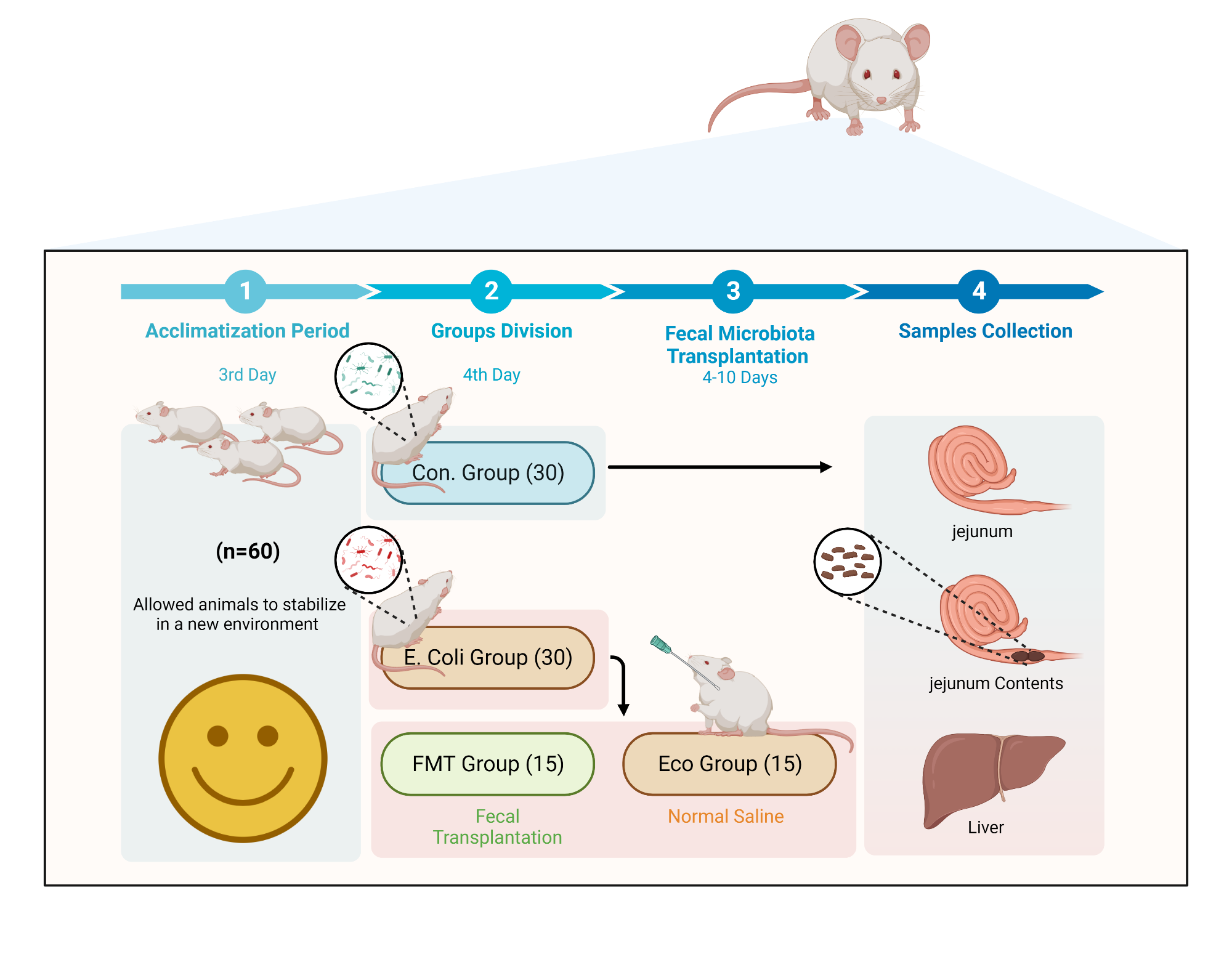 Fecal microbiota transplantation attenuates Escherichia coli infection ...