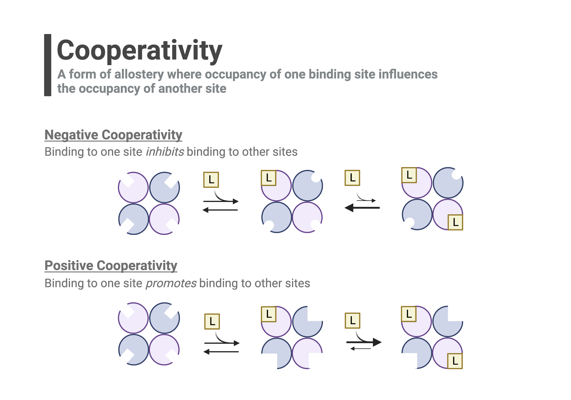 Protein Cooperativity | BioRender Science Templates