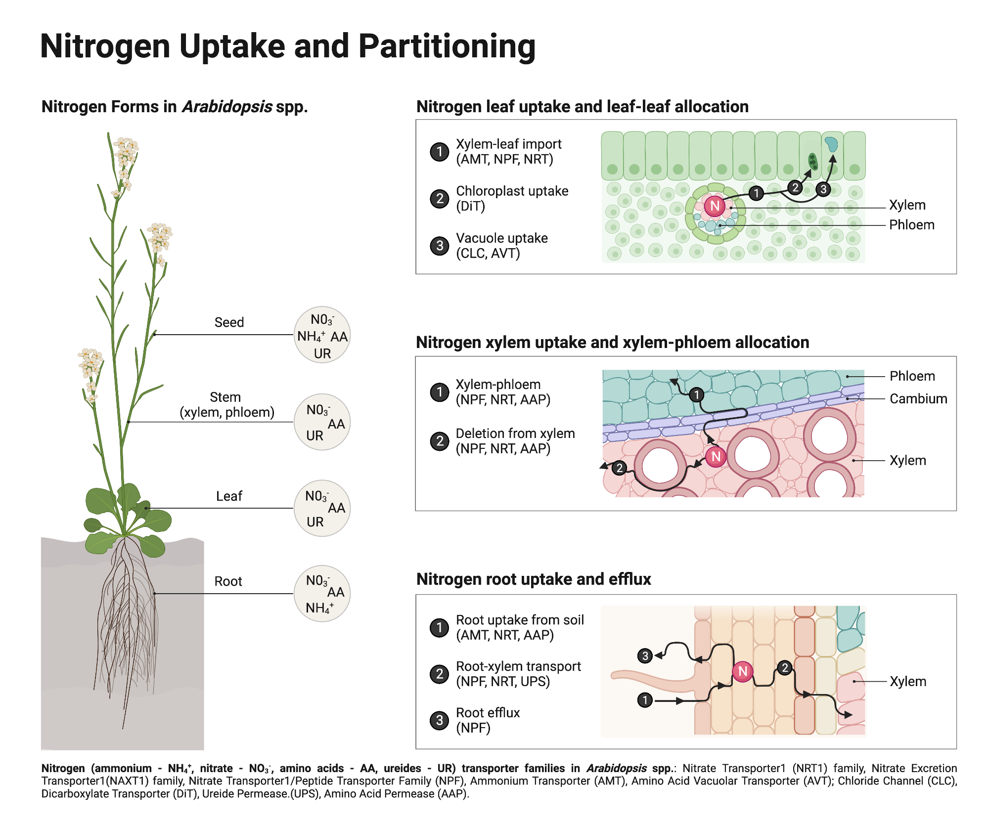 Plant Nitrogen Uptake and Partioning - Arabidopsis Transporters ...