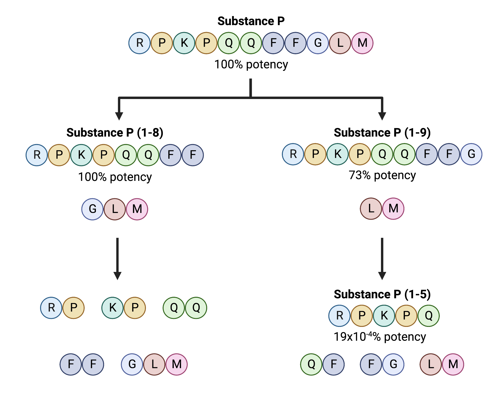 Angiotensin converting enzyme (ACE) degradation of Substance P (SP ...