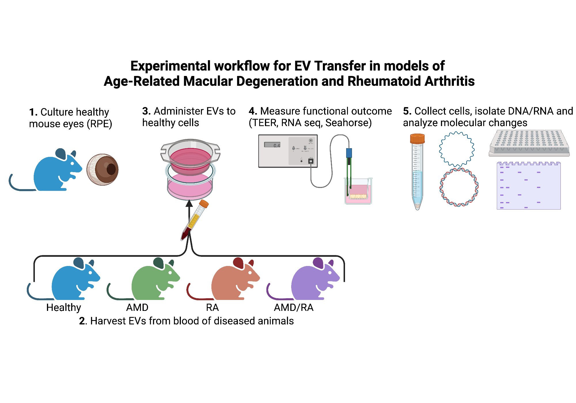 EV Transfer Workflow | BioRender Science Templates