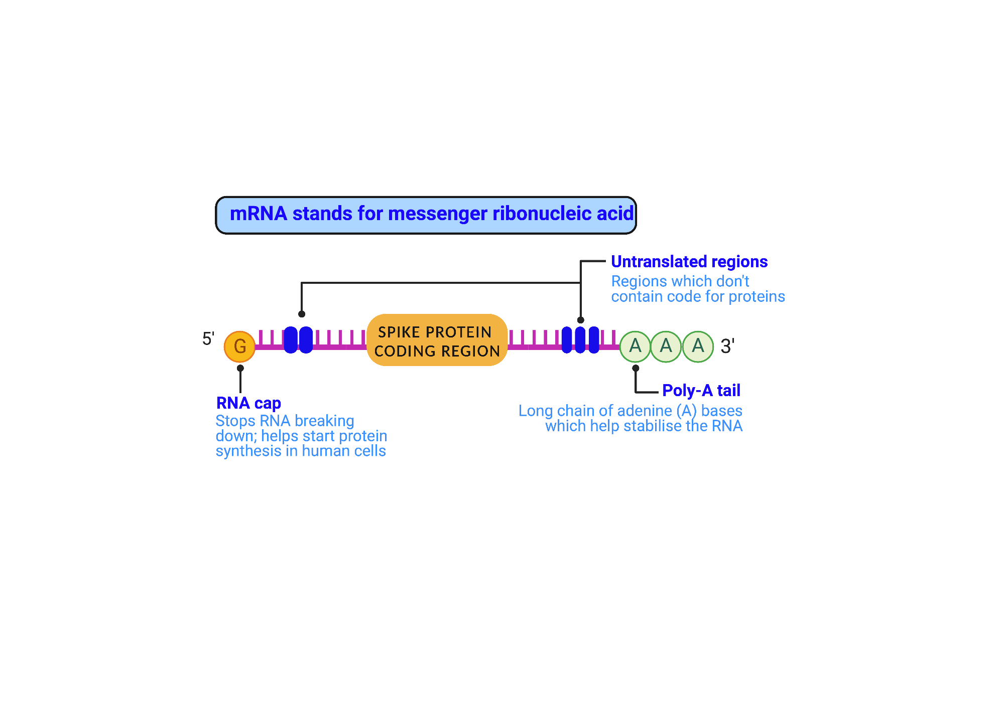 Spike protein coding region | BioRender Science Templates
