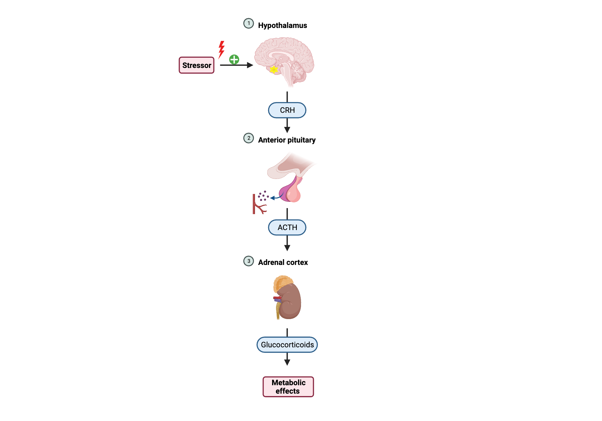 Hpa Axis Short Version Biorender Science Templates